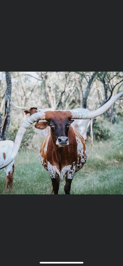 Down Horn Ranch Camping | Llano, TX