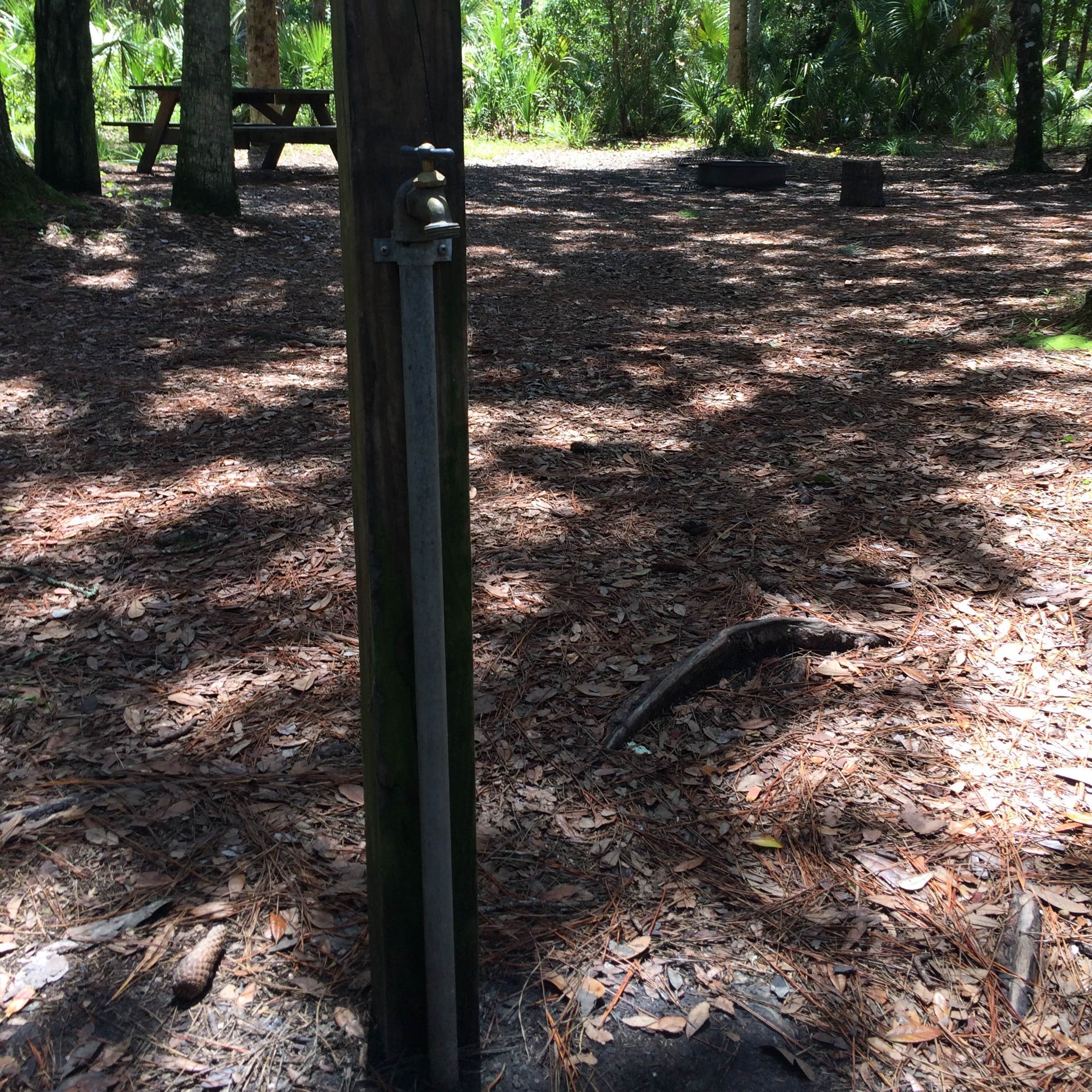 Hontoon Island State Park Camping | The Dyrt