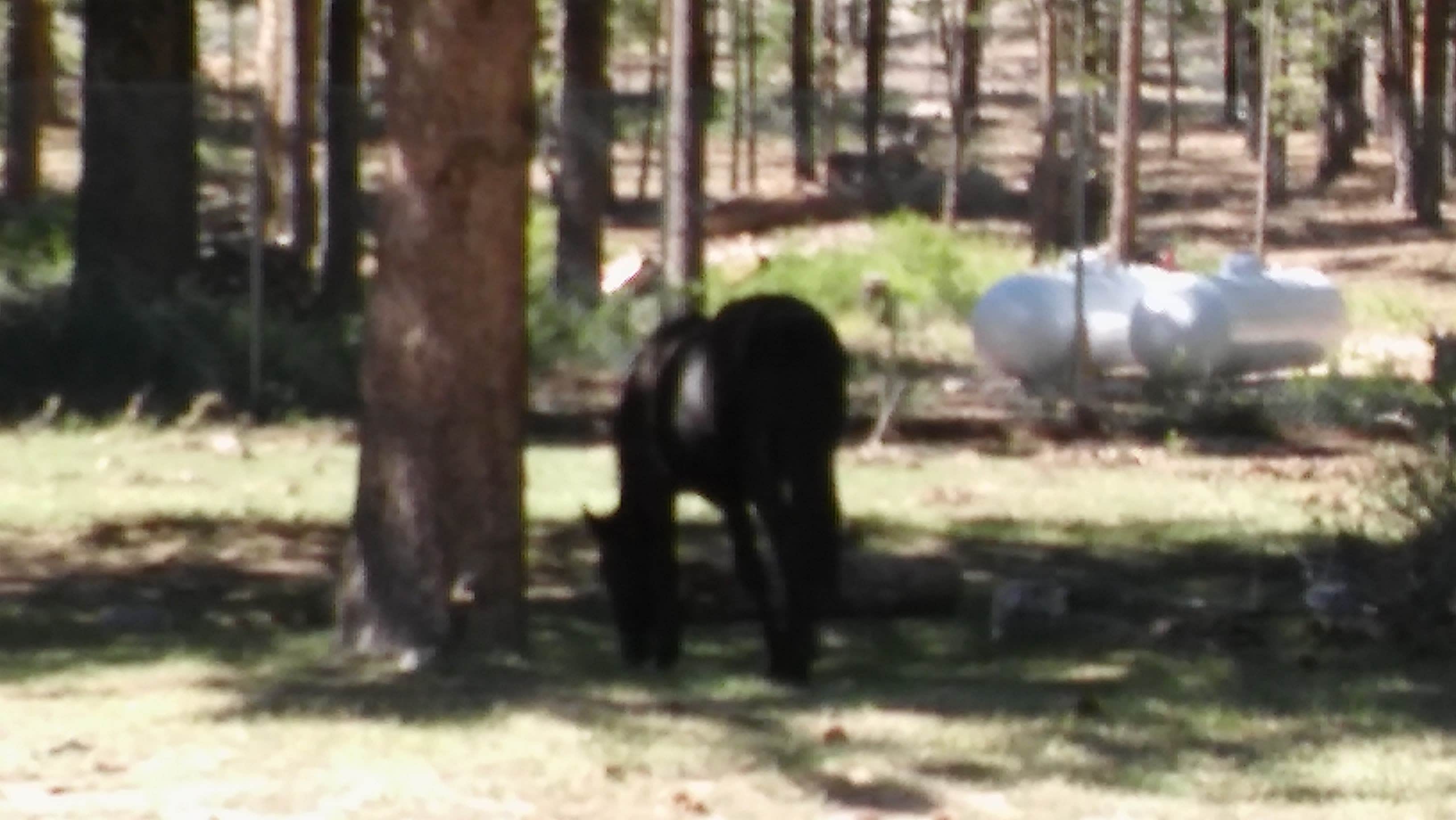 McWilliams Campground | Mount Charleston, NV