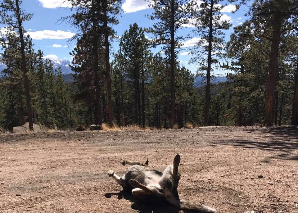 Rampart Range Recreation Area Camping | The Dyrt