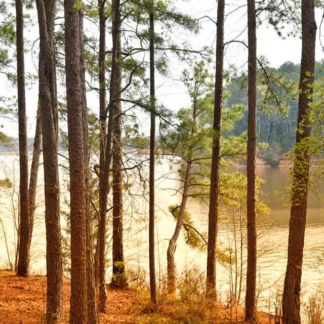 Lake Claiborne State Park Camping | The Dyrt
