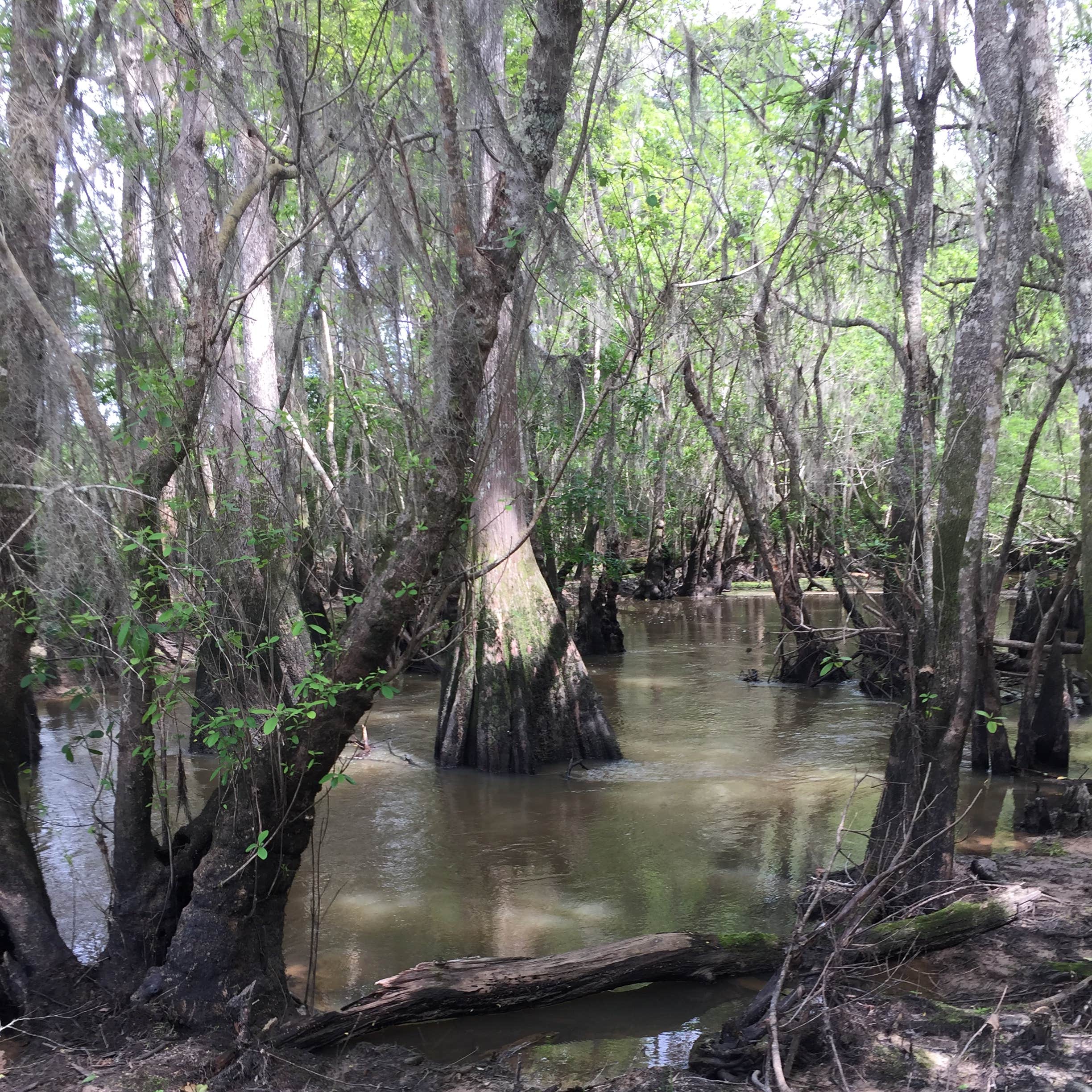 Altamaha Regional Park Camping | The Dyrt