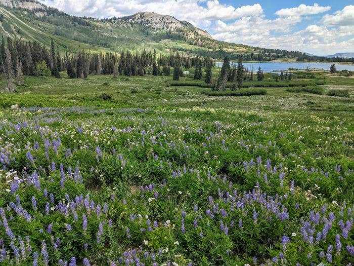 Ferron Reservoir Campground — Manti La Sal National Forest | Ferron, UT