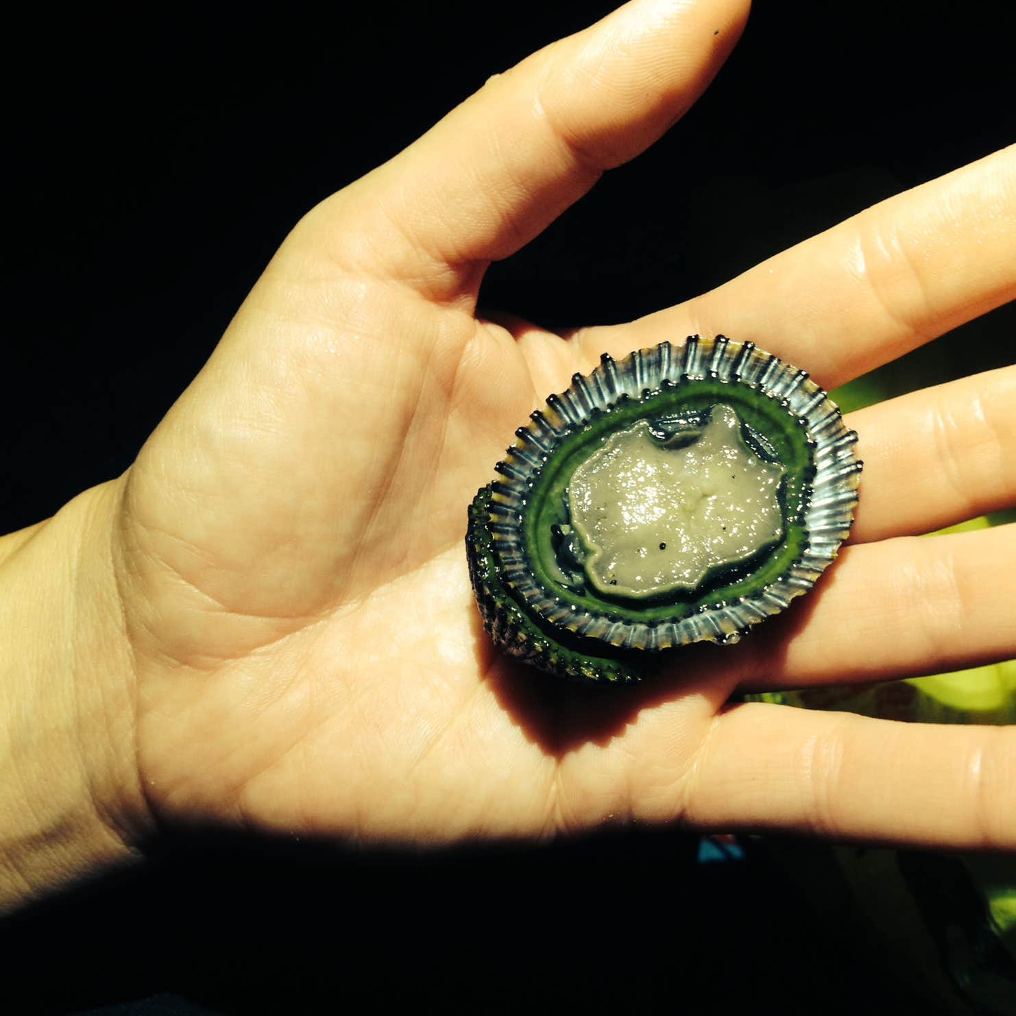 Halape Shelter — Hawai'i Volcanoes National Park Camping | Hawaii ...