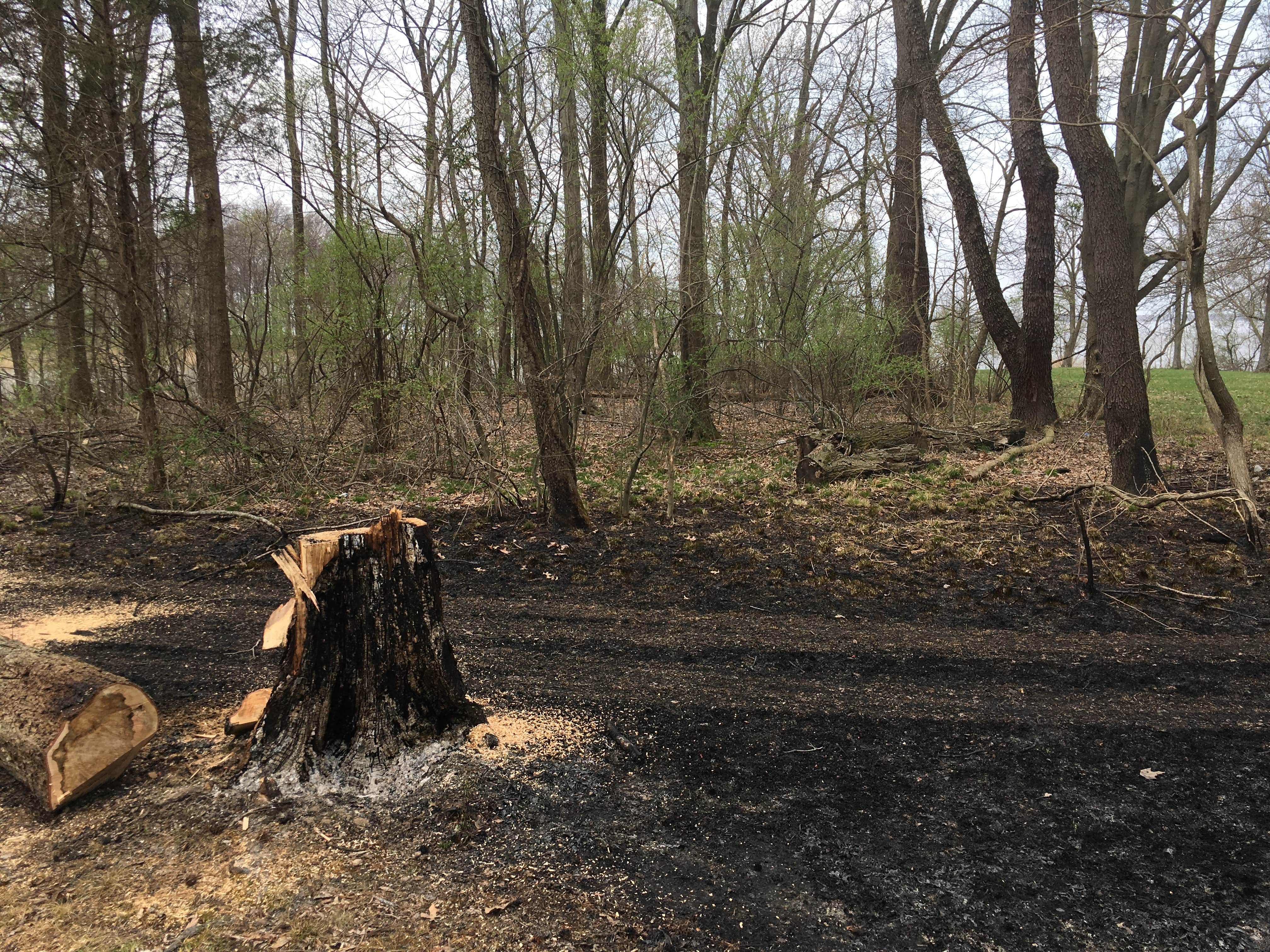 Wayne Fitzgerrell State Park Campground | Whittington, Illinois