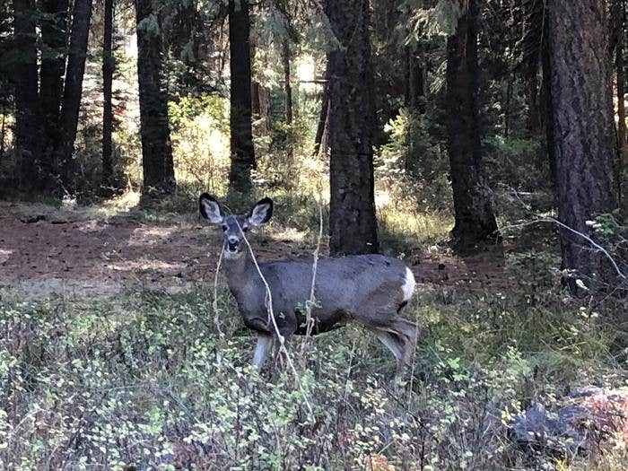 Escape To Serenity: Unplug And Unwind At Oregon's Bull Prairie Lake ...