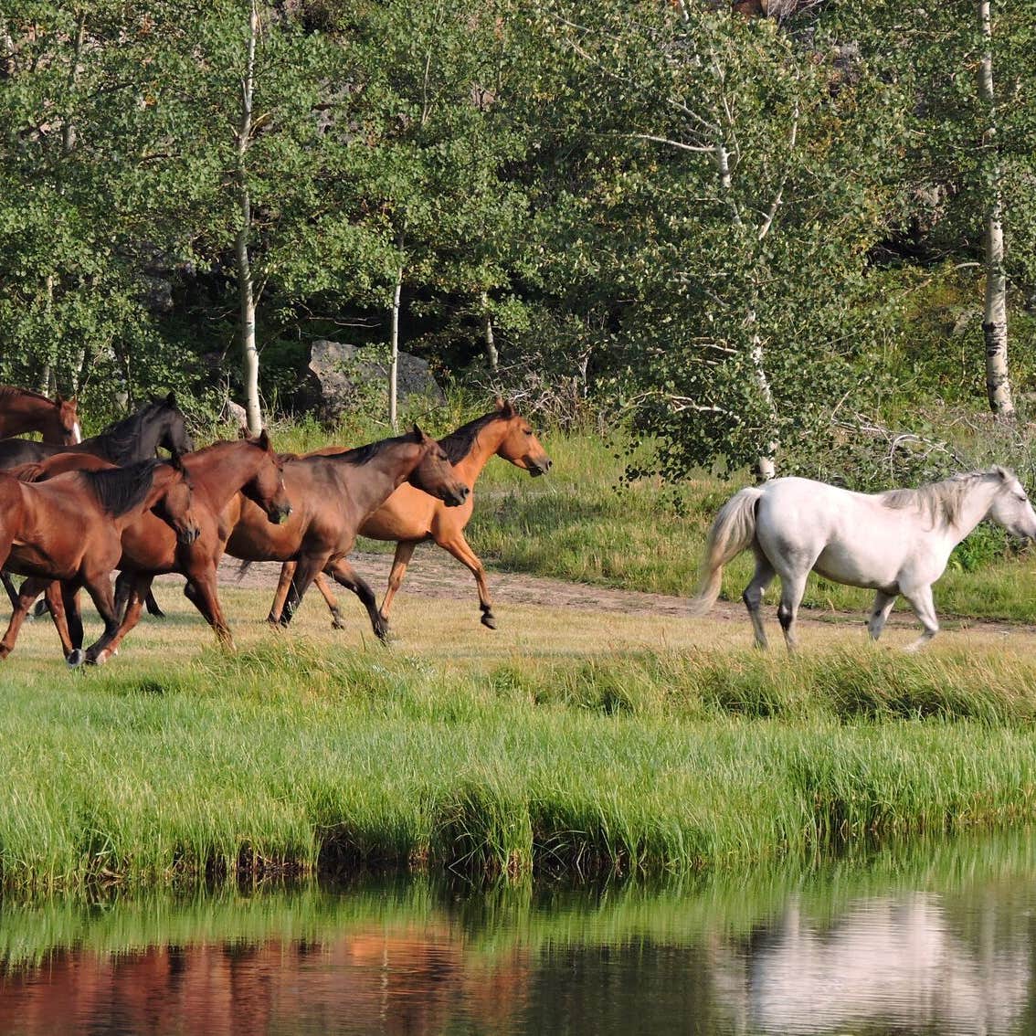 Beaver Meadows Resort Ranch Camping | The Dyrt