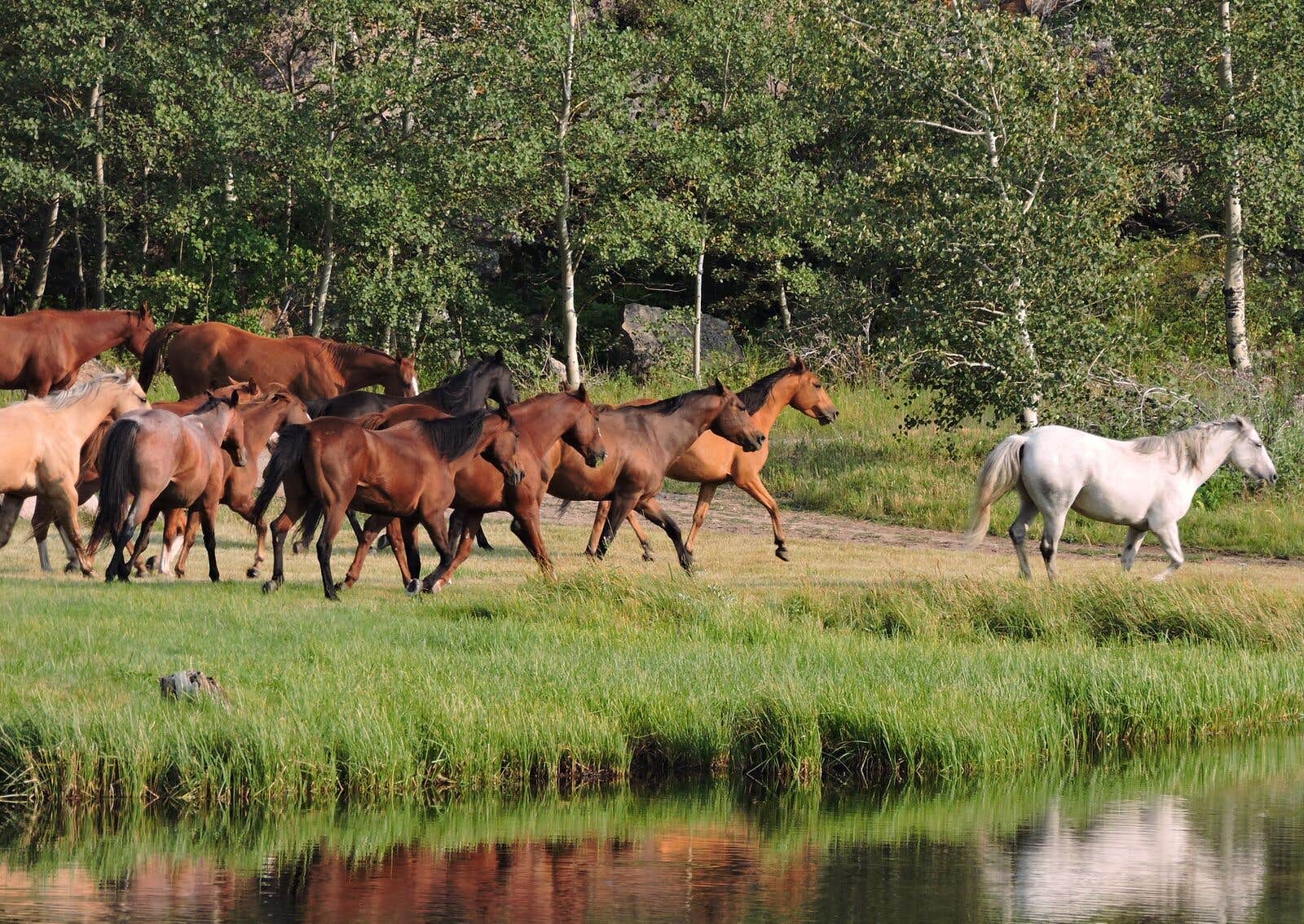 Beaver Meadows Resort Ranch Camping | Red Feather Lakes, CO