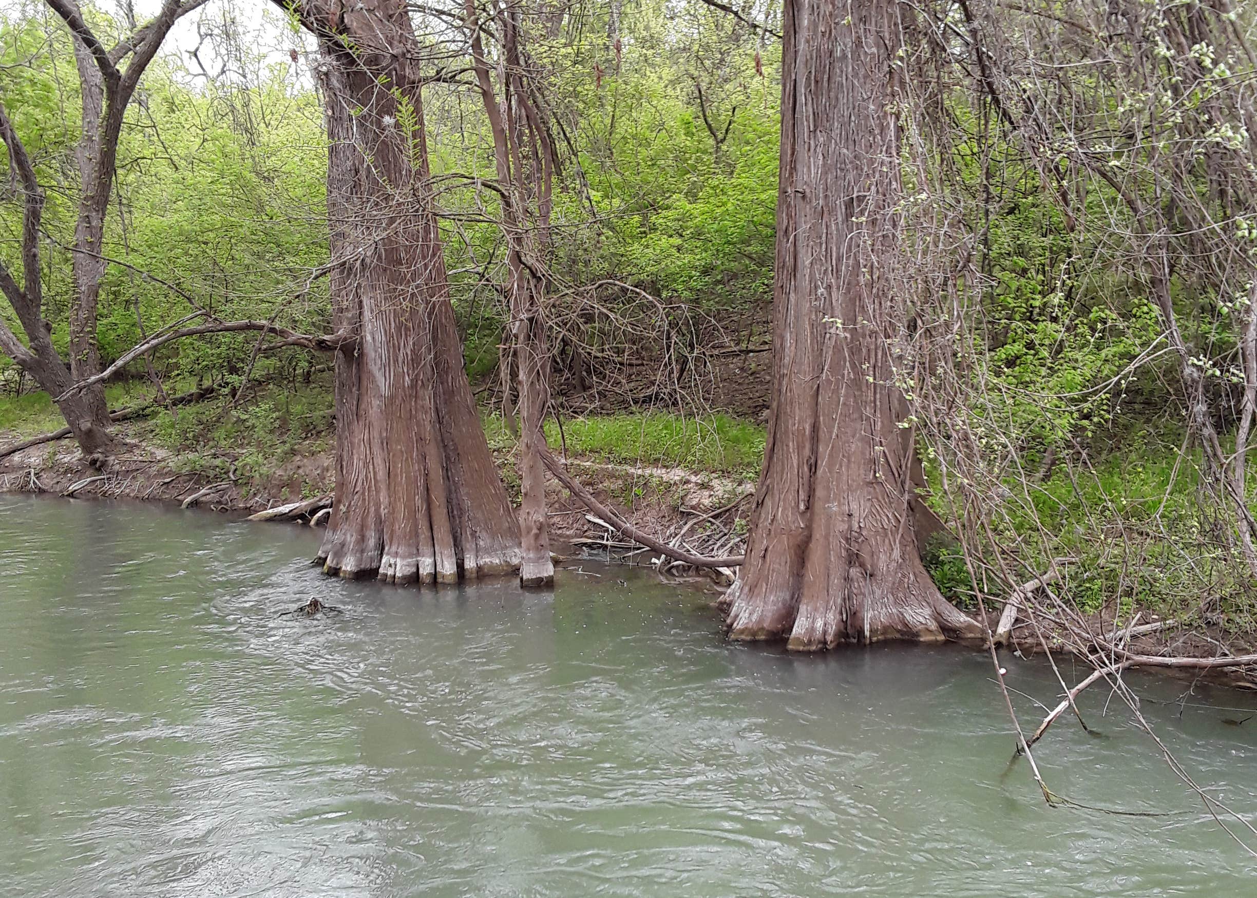 Alamo River RV Ranch Resort & Campground Camping | The Dyrt