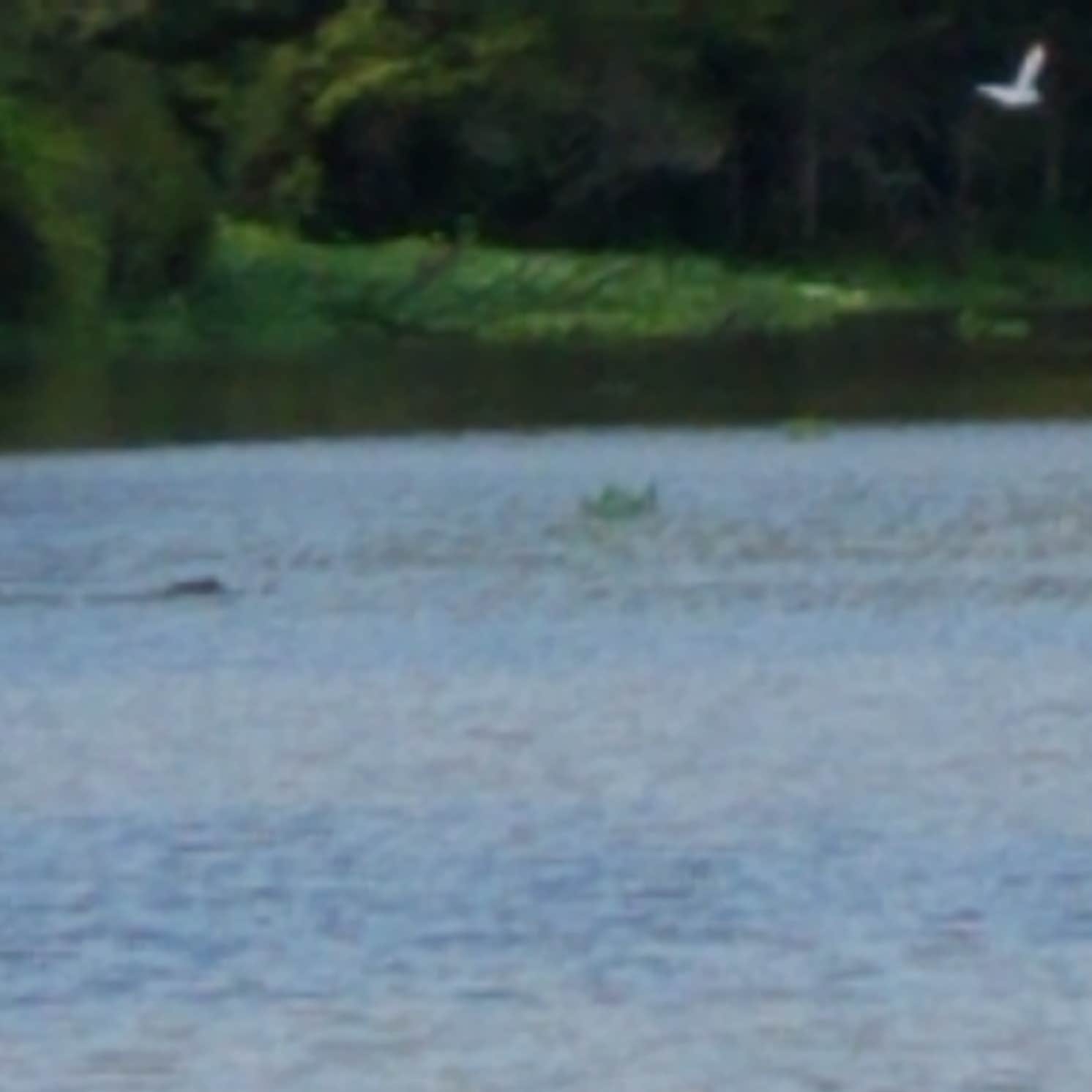 Spring Bayou Wildlife Management Area Campground | Marksville, Louisiana