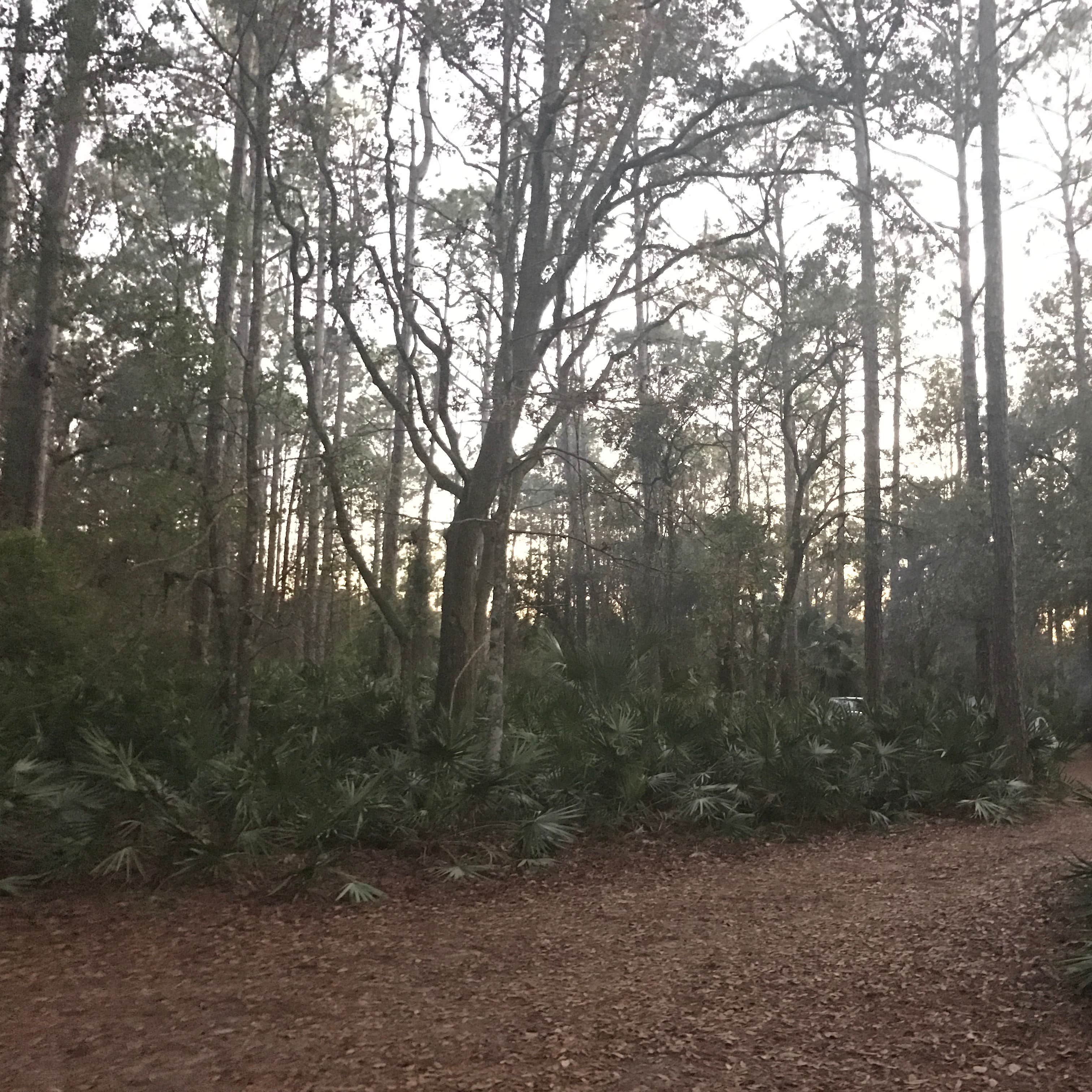 Rodman Campground Camping | Palatka, FL | The Dyrt