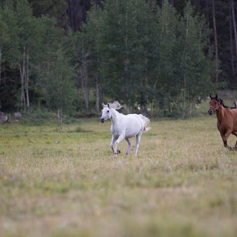 Beaver Meadows Resort Ranch Camping | The Dyrt