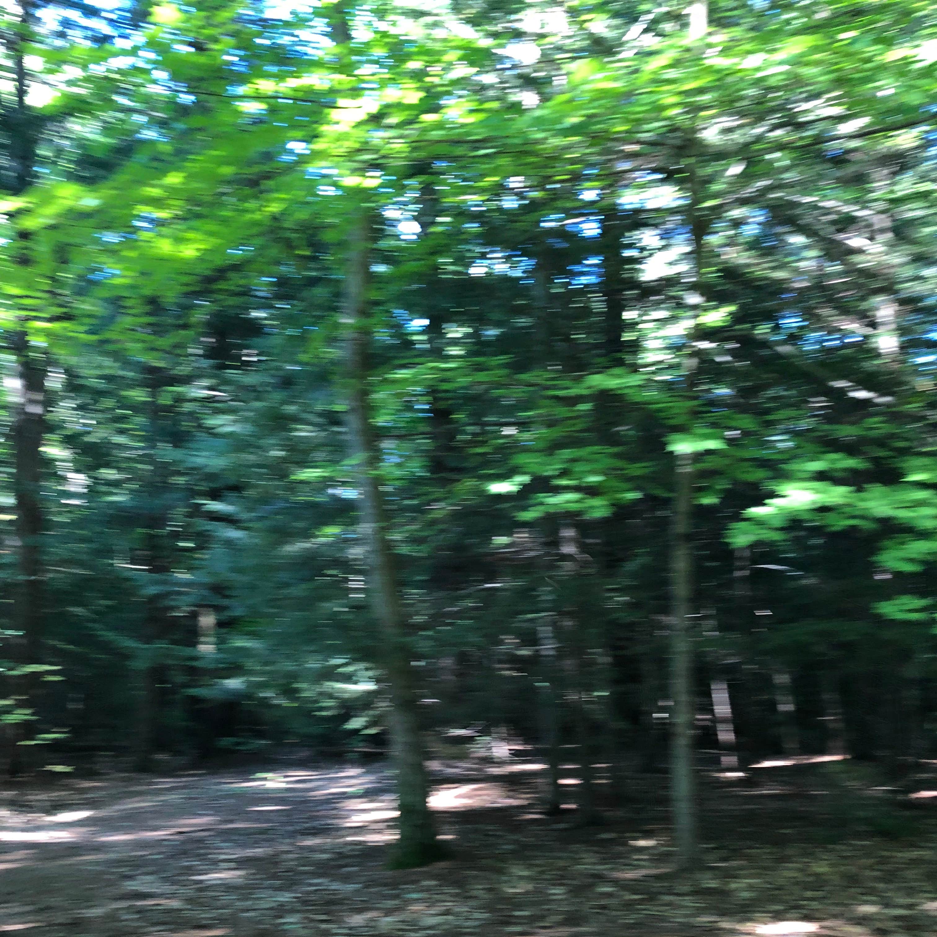 Gunstock Mountain Resort Camping | The Dyrt