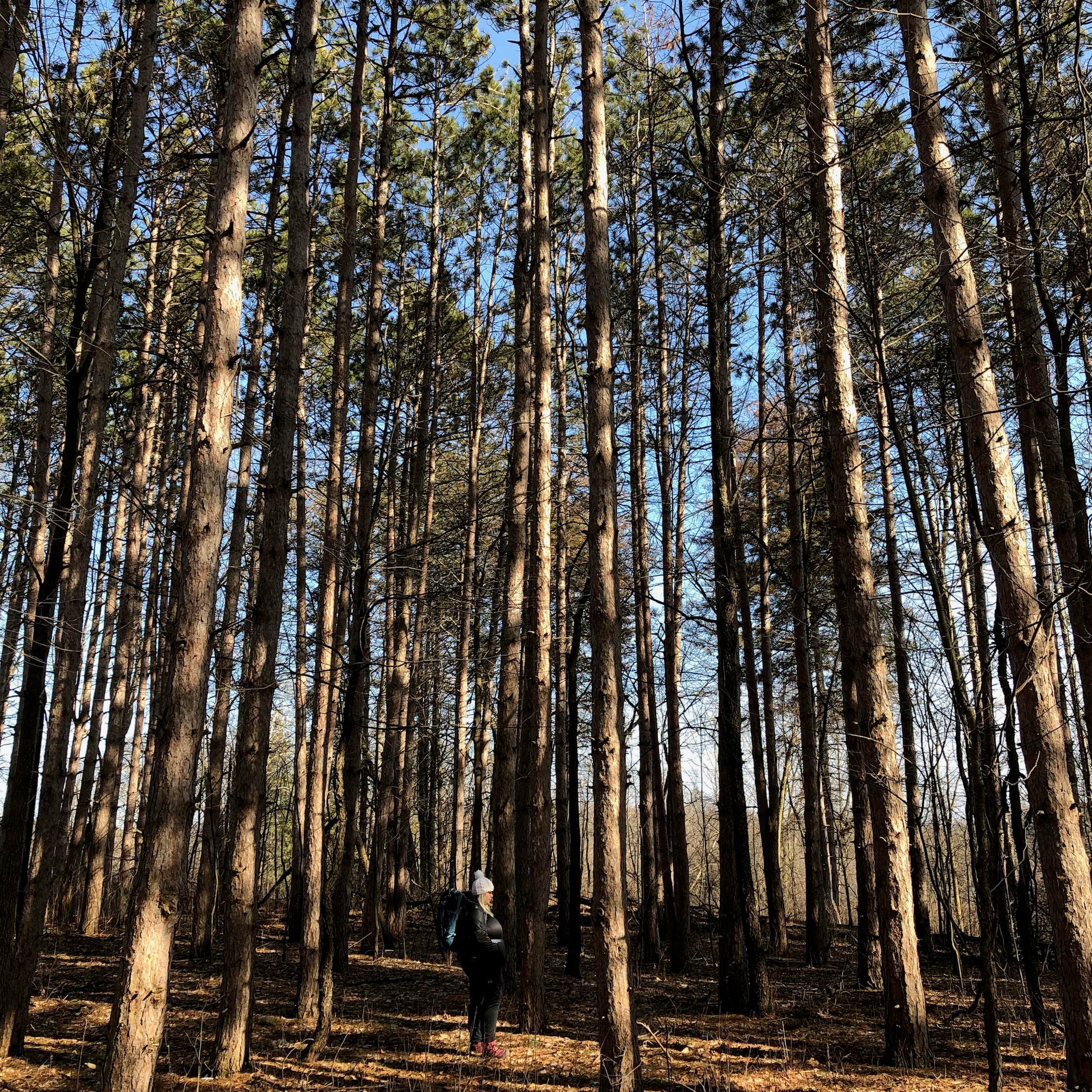 Seven Lakes State Park Camping | The Dyrt