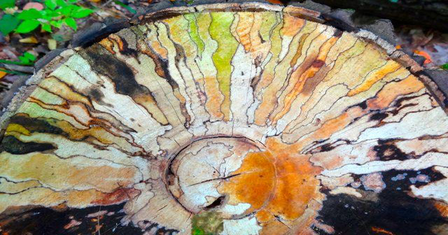 Daisy Field Campground — Potawatomi State Park | Sturgeon Bay, Wisconsin