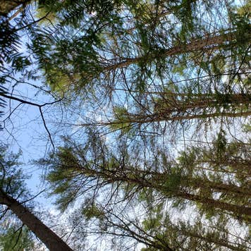 Tree Farm Campground Camping | The Dyrt