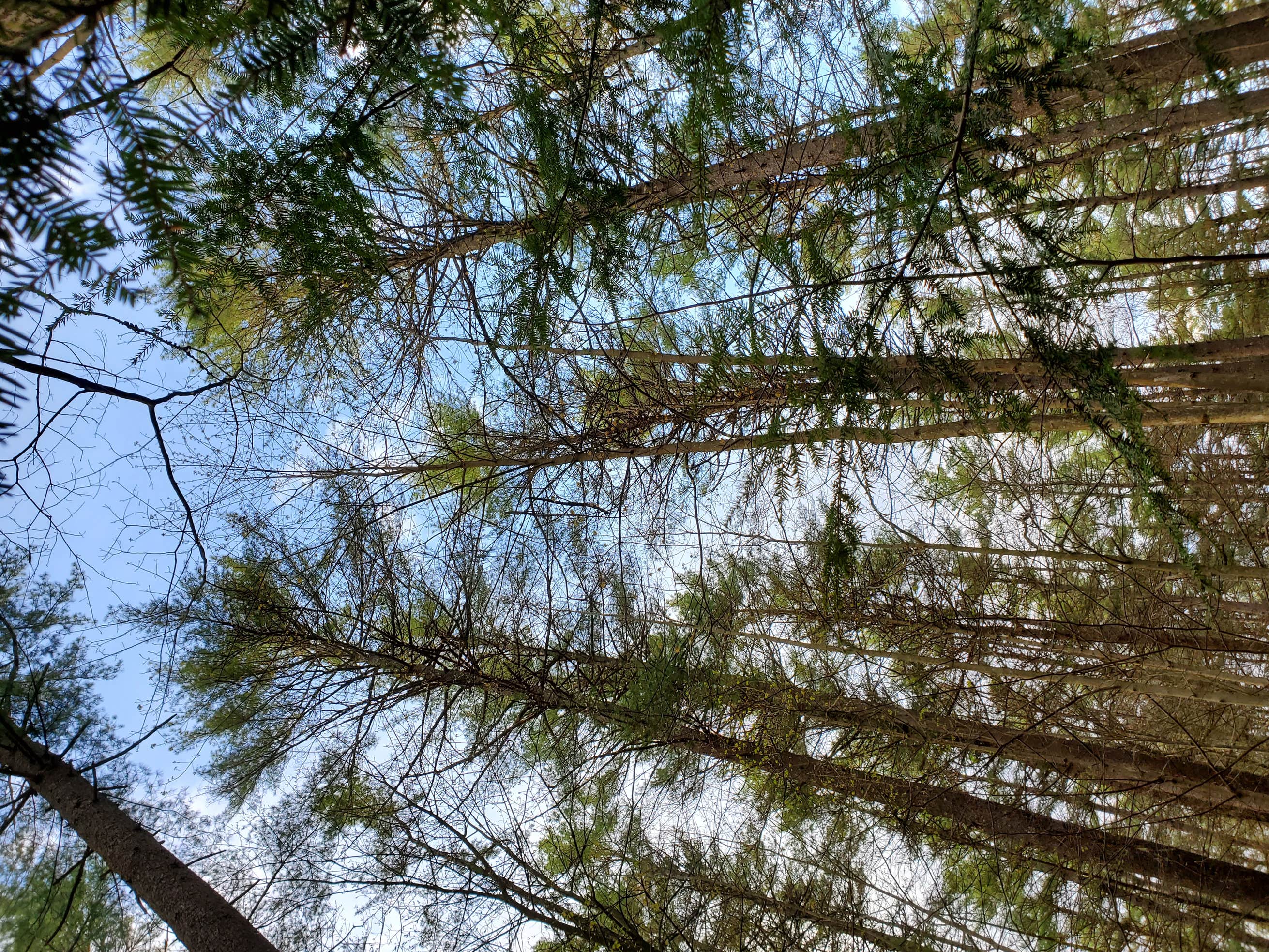 Tree Farm Campground | The Dyrt