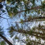 Tree Farm Campground | Springfield, Vermont