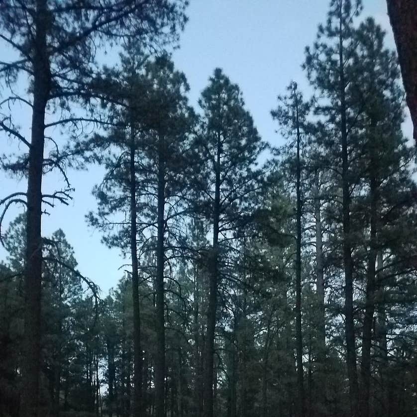 Apache National Forest Luna Lake Campground | Alpine, AZ