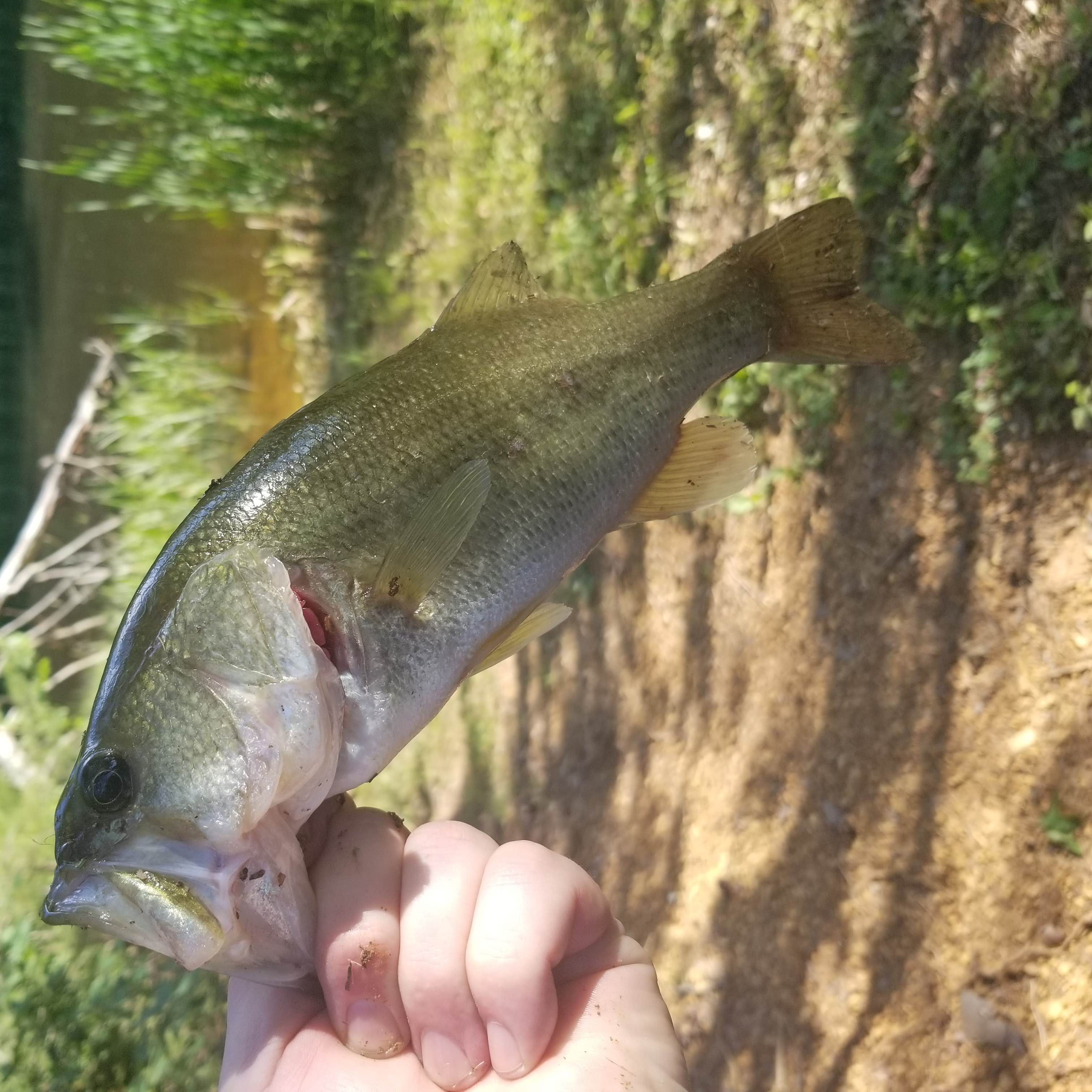Prentice Cooper State Forest Dispersed Camping | The Dyrt