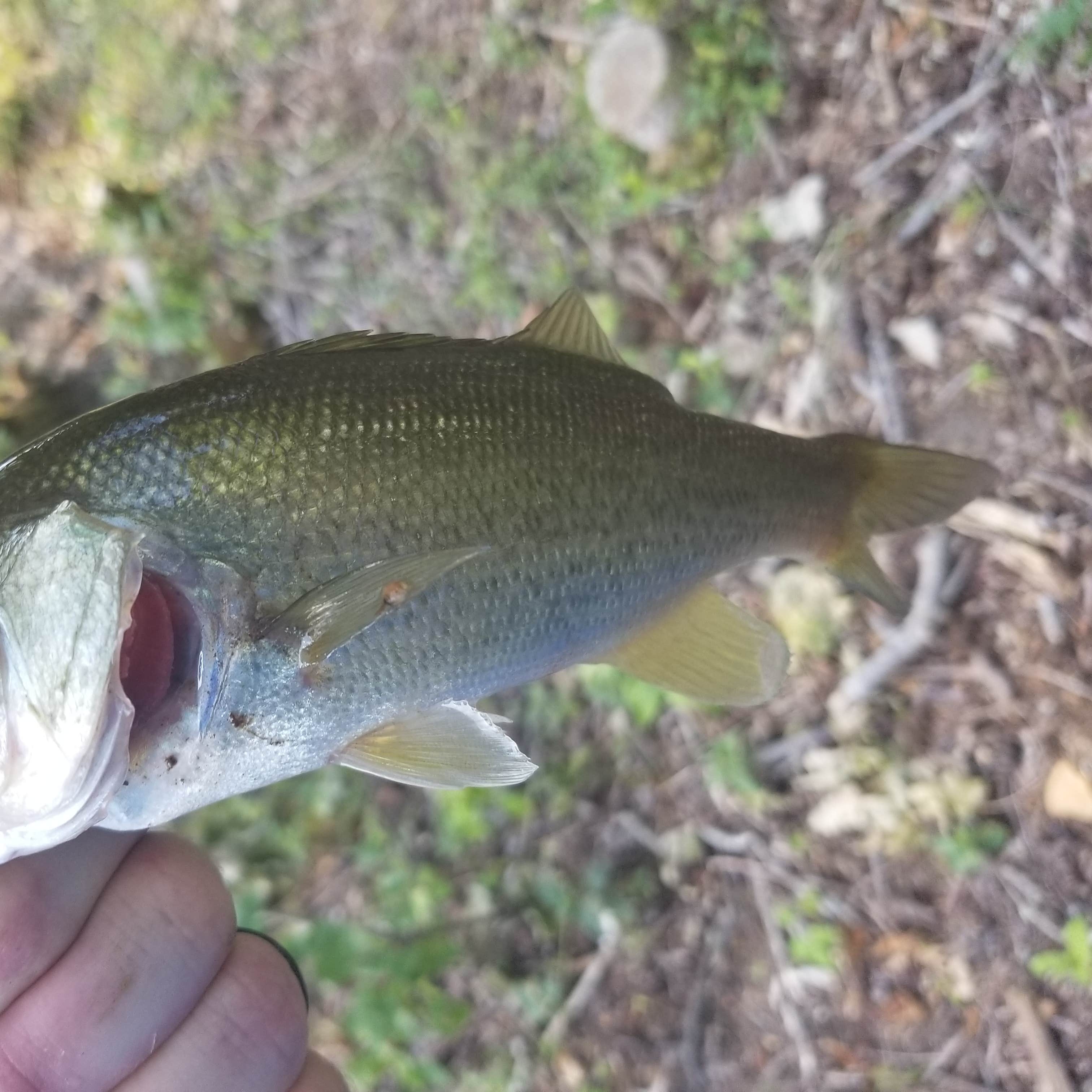 Prentice Cooper State Forest Dispersed Camping | The Dyrt