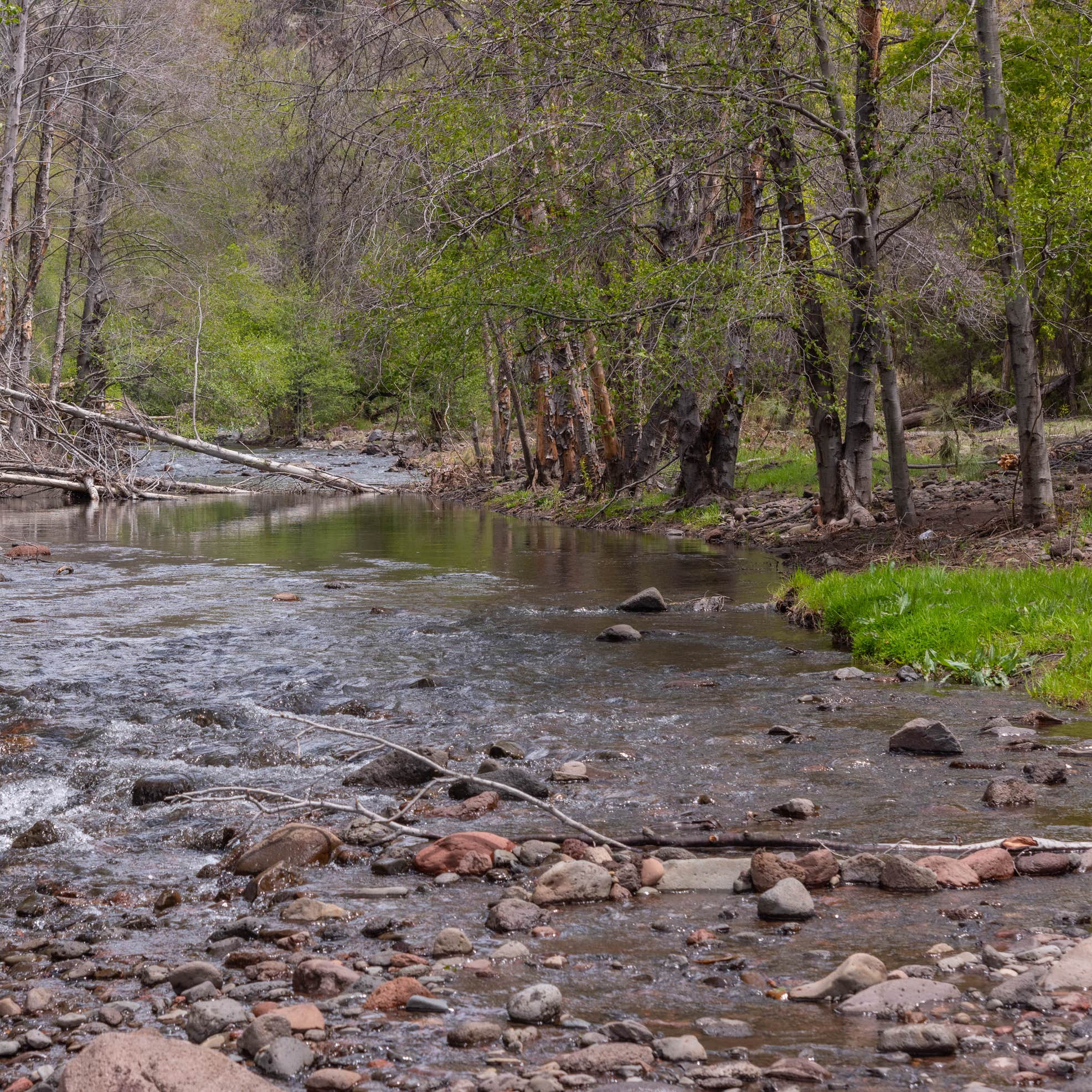 White Crossing Camping along the Black River | Apache-Sitgreaves ...