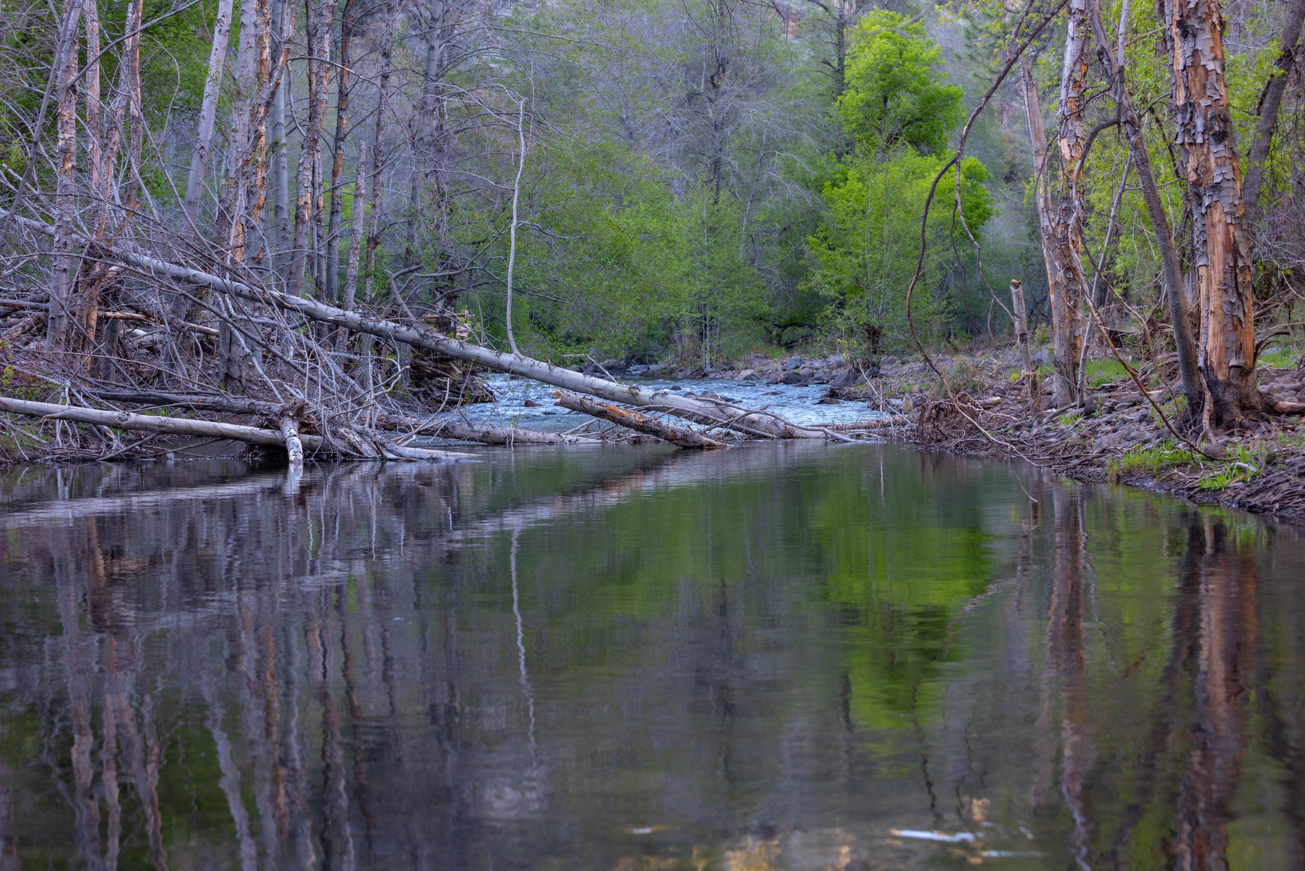 White Crossing Camping along the Black River | Apache-Sitgreaves ...