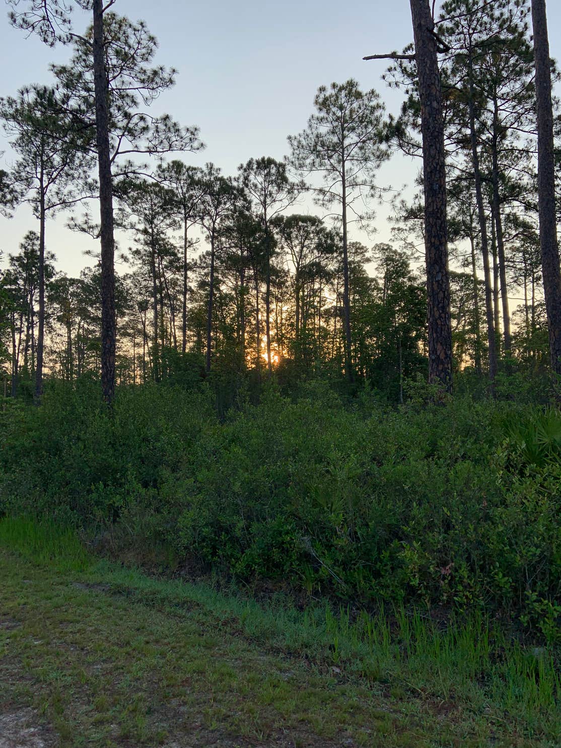 Cary State Forest Camping | The Dyrt