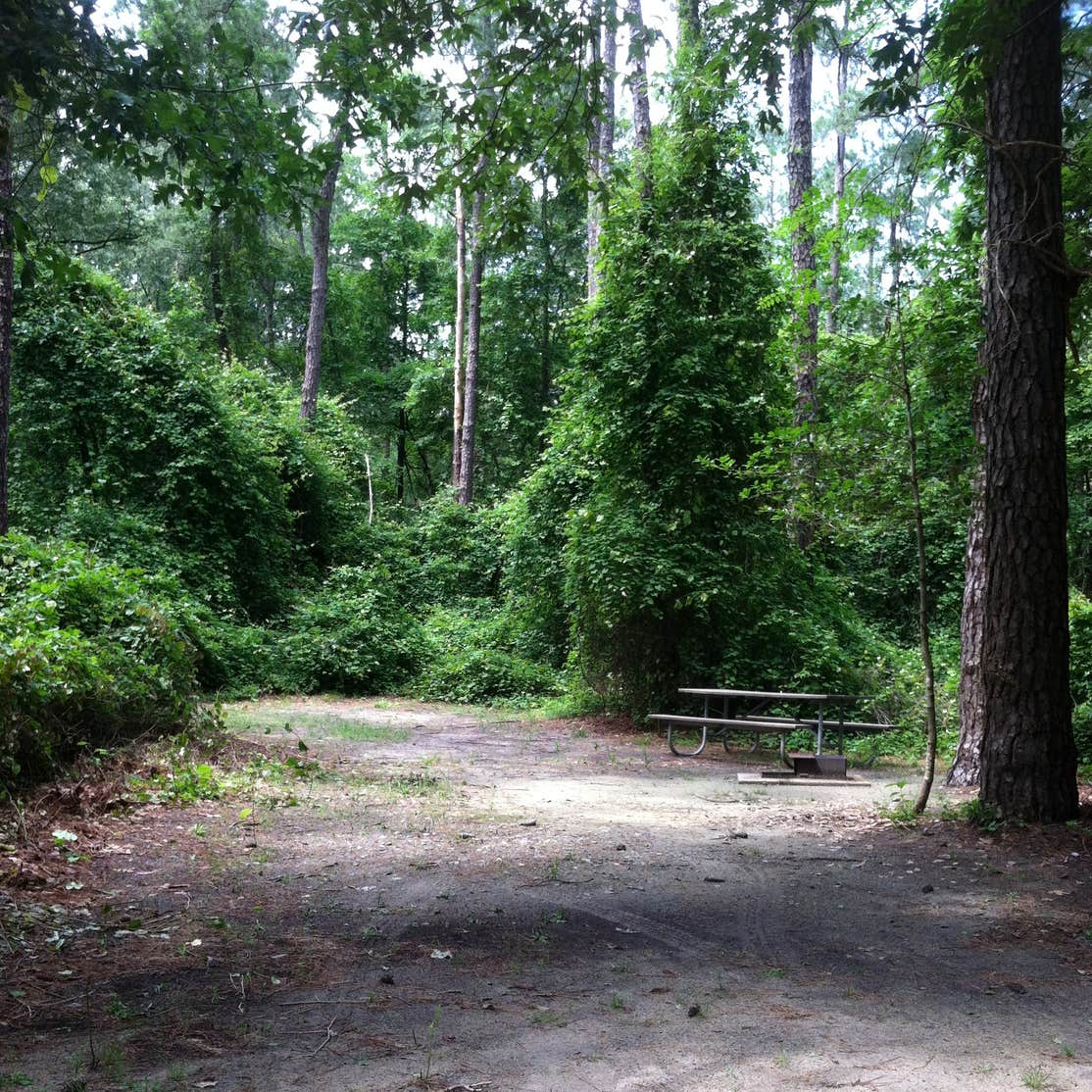 Cliffs of the Neuse State Park Camping | The Dyrt