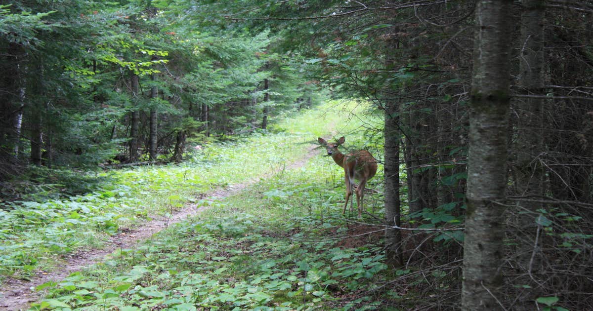 Chase Point Campground — Scenic State Park | Bigfork, Minnesota