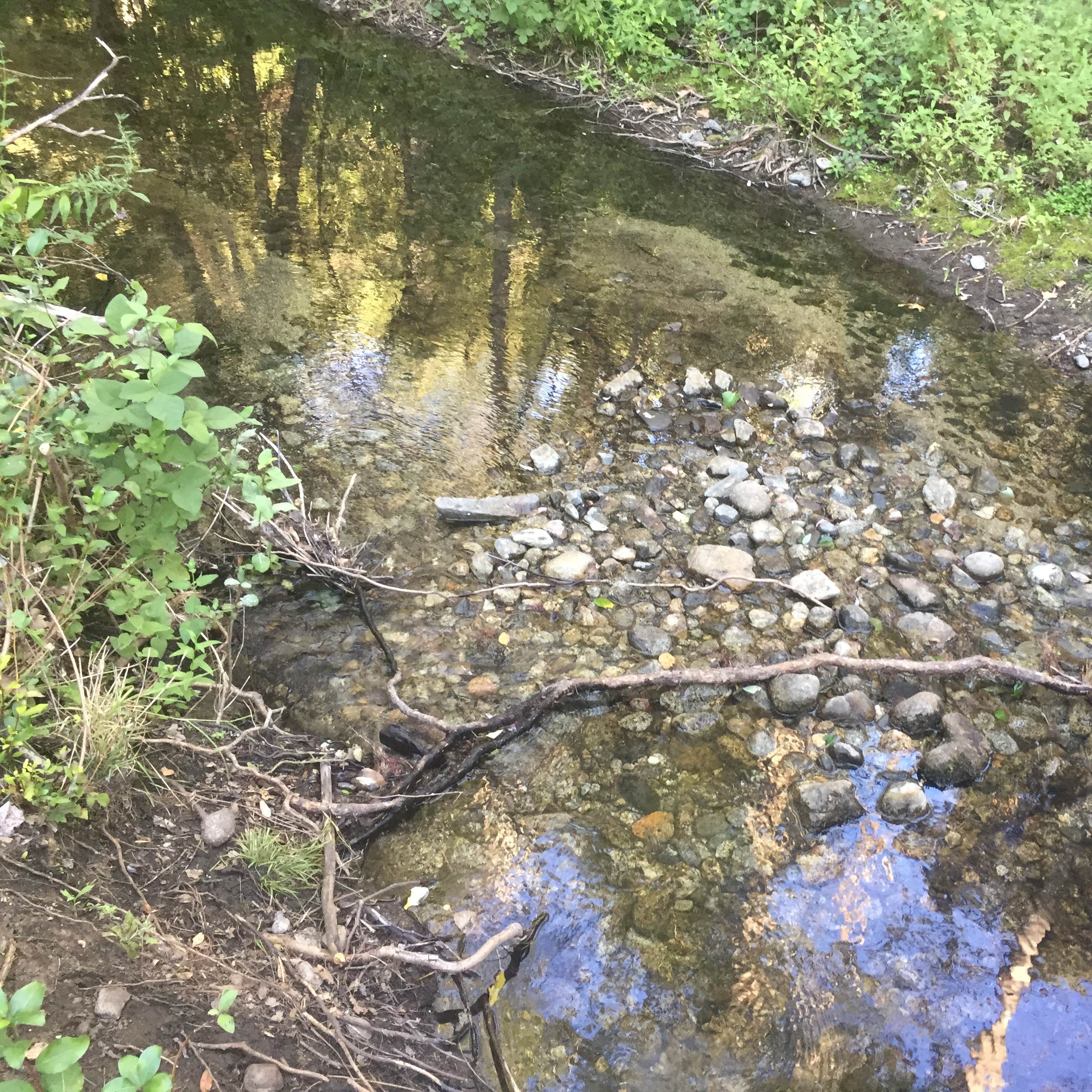 Bluff Camp Camping | The Dyrt