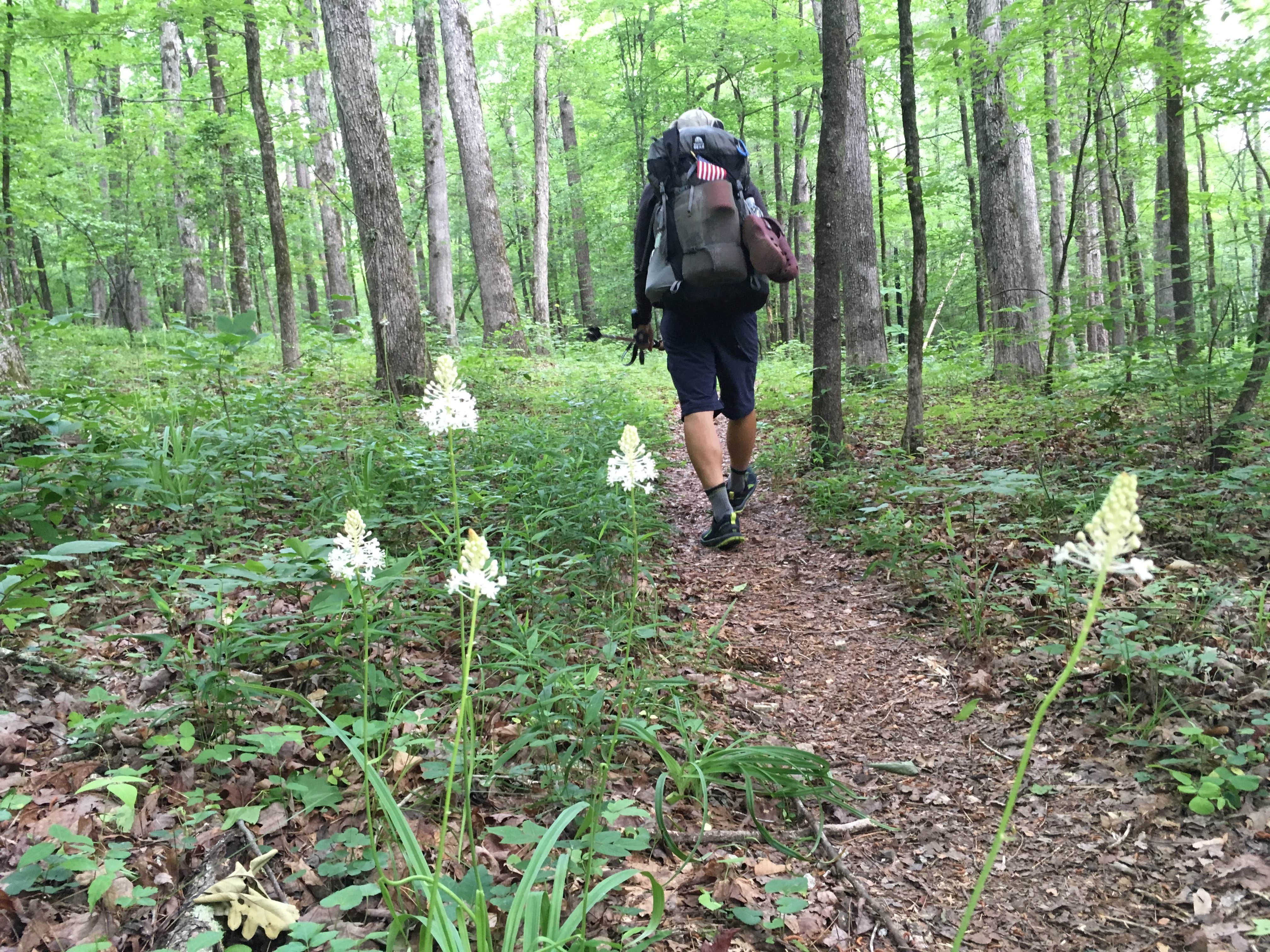 Long Creek Campsite on the Eagle Rock Loop | Langley, AR