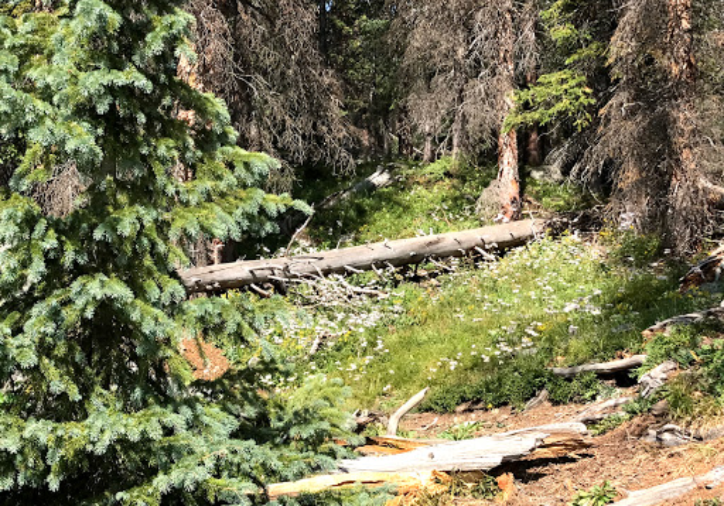 Gunnison National Forest Pitkin Campground | Pitkin, CO
