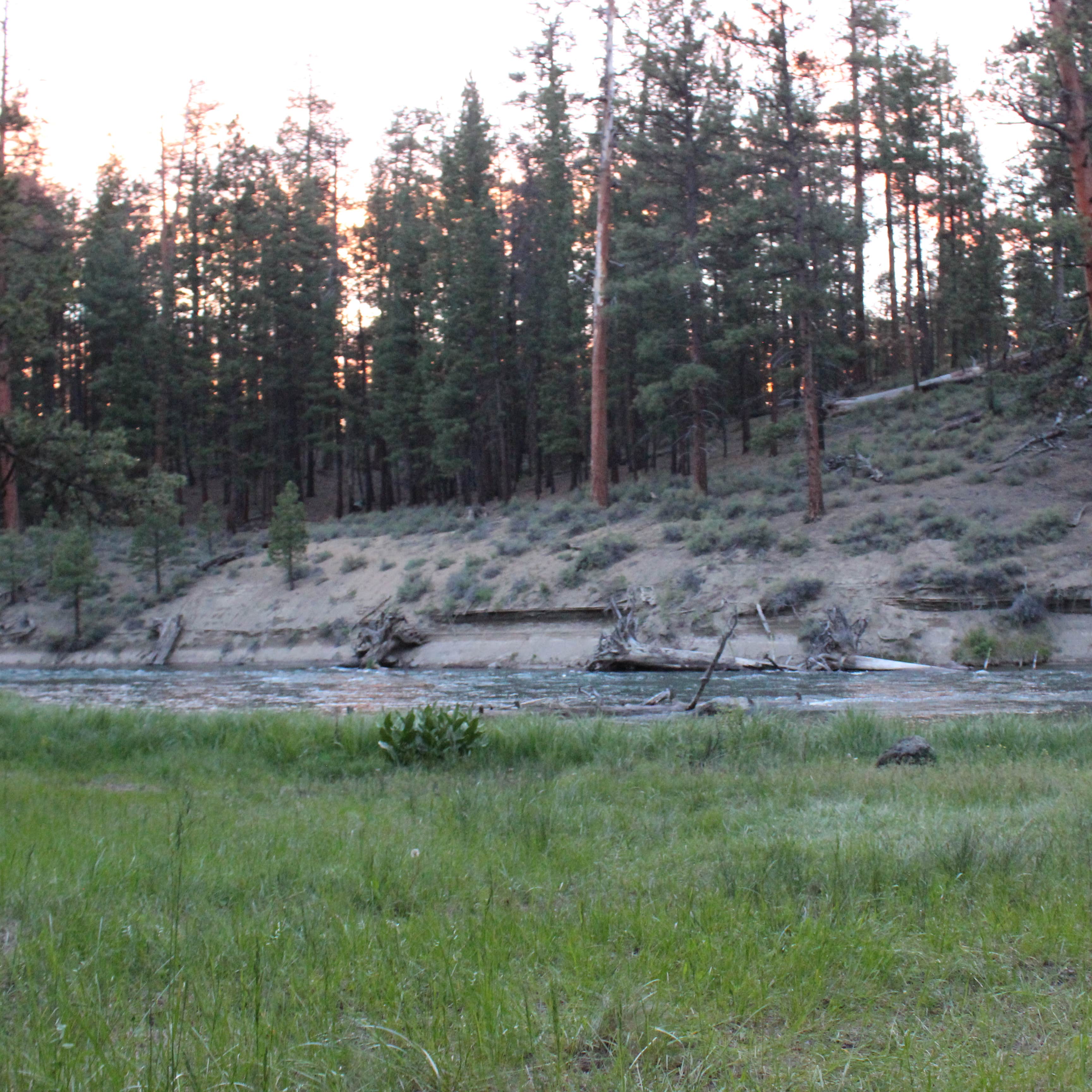 Pringle Falls Campground | La Pine, Oregon