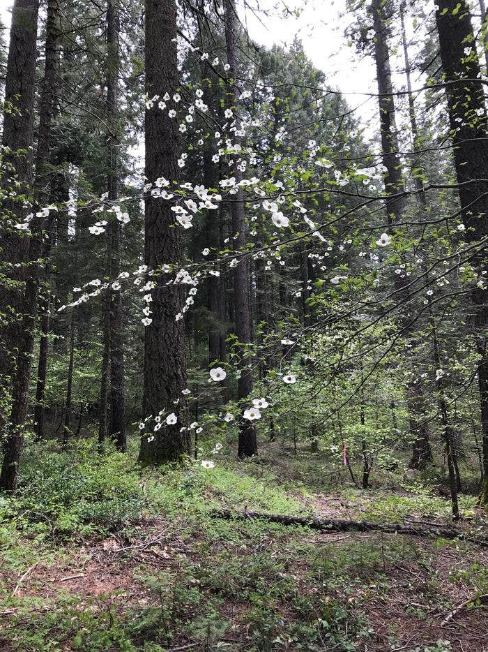 Skillman Camping | Camptonville, CA