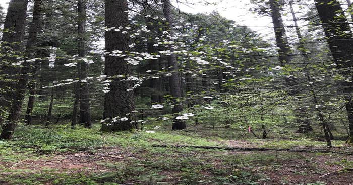 Skillman Camping | Washington, California