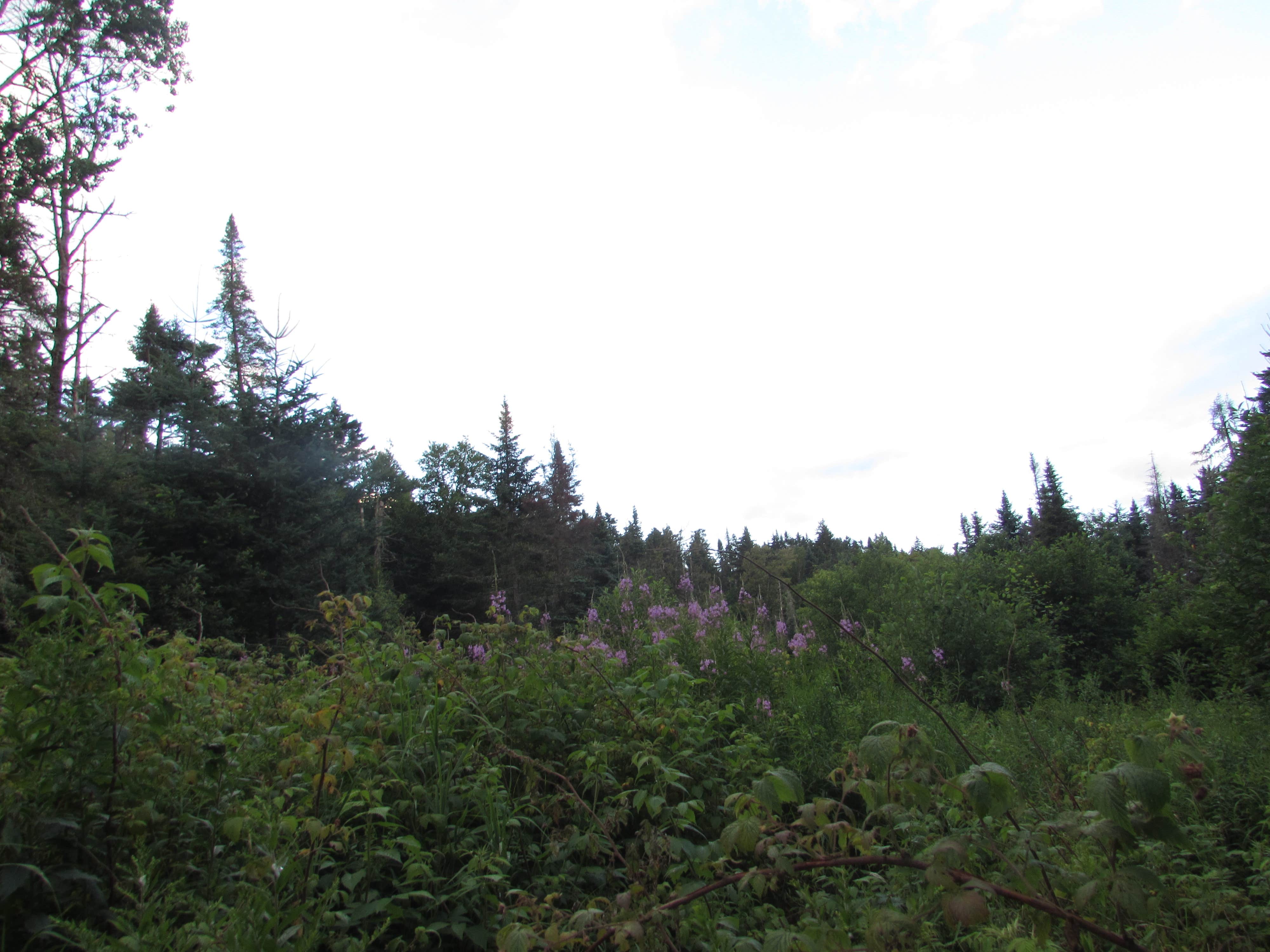 Town Hall Road Dispersed Camping | The Dyrt