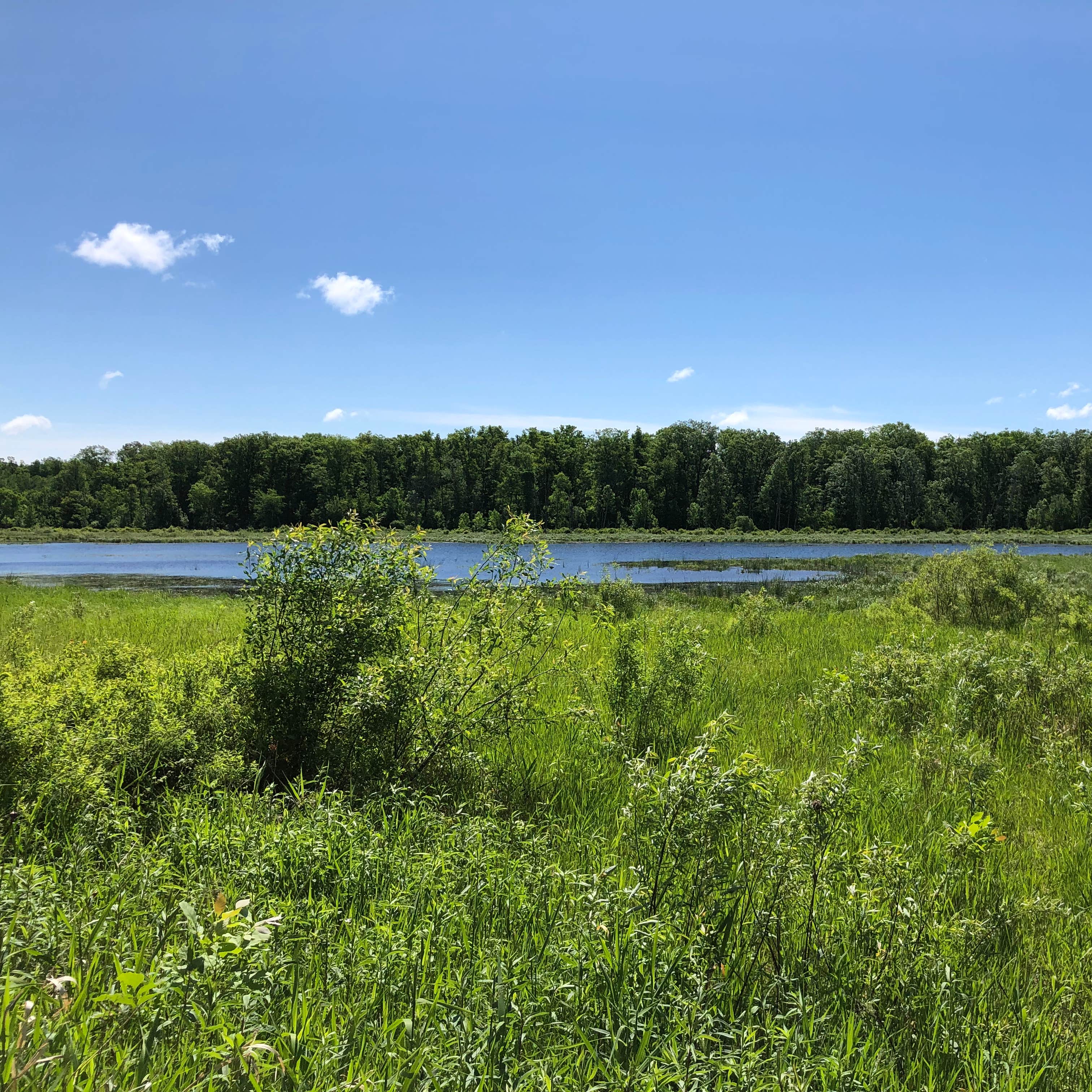 Rum River State Forest Dispersed Camping | The Dyrt