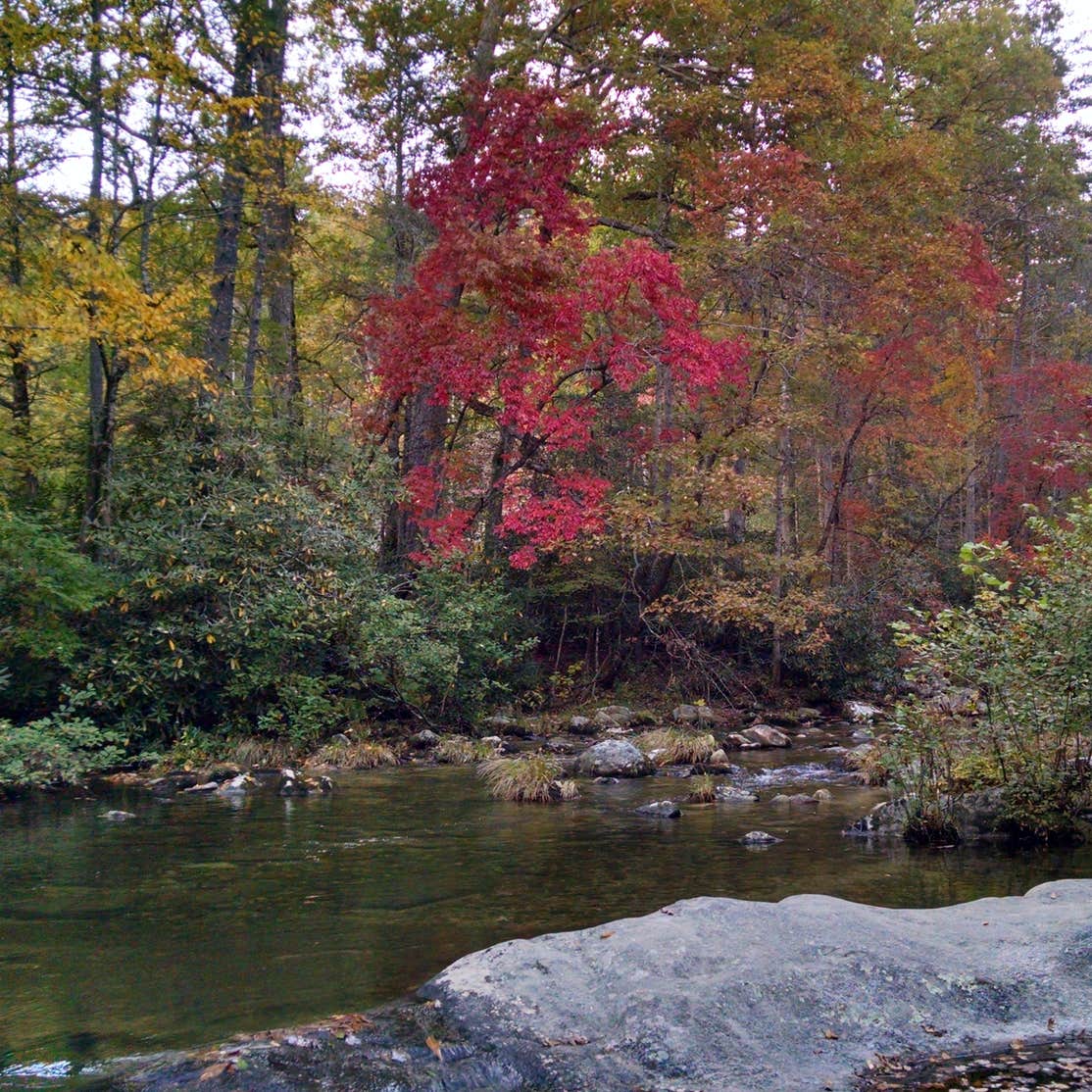 Pisgah National Forest Dispersed Camping | The Dyrt