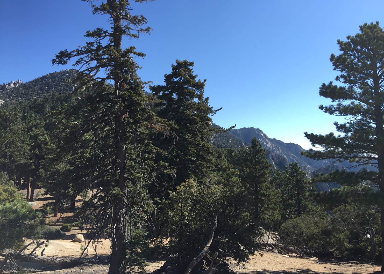 Idyllwild Campground Camping | The Dyrt
