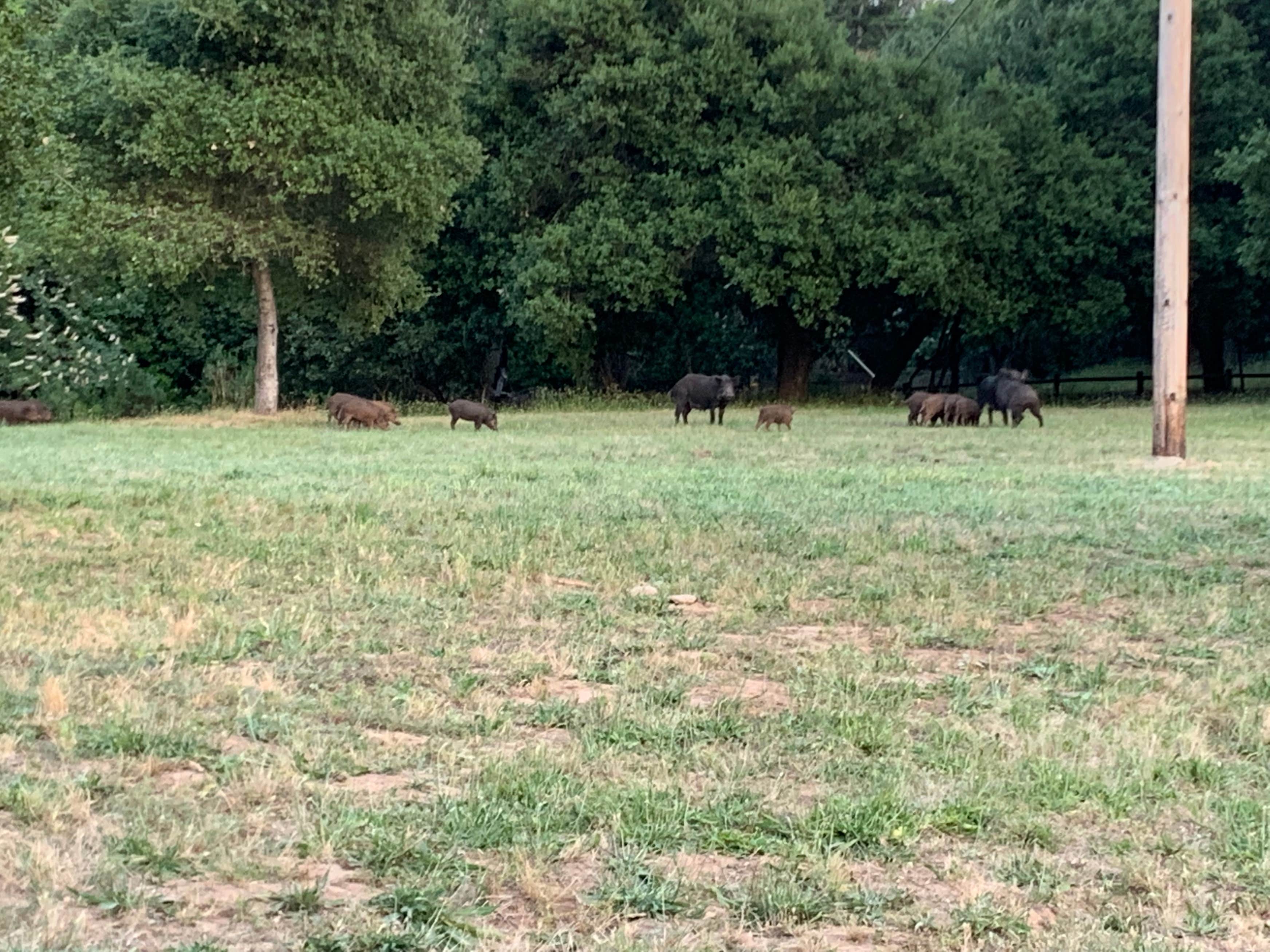Coyote Lake Harvey Bear Ranch County Park Camping | The Dyrt