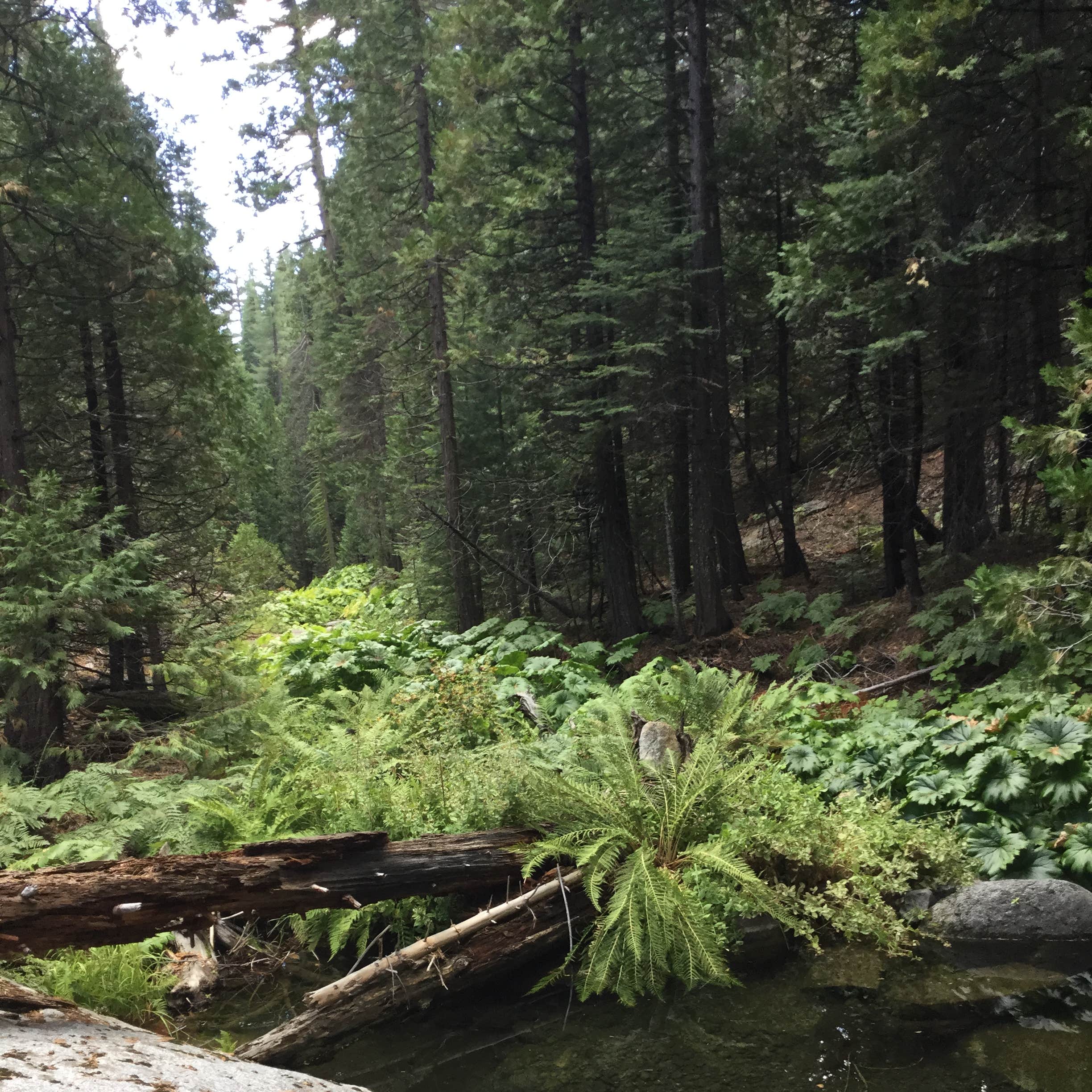 Middle Fork Cosumnes Campground Camping | The Dyrt