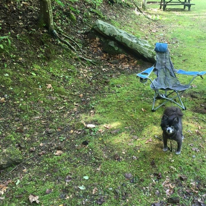 Kanawha State Forest Camping | The Dyrt