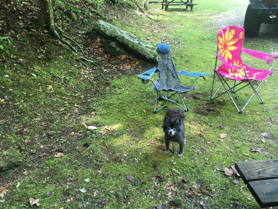 Kanawha State Forest Camping | The Dyrt