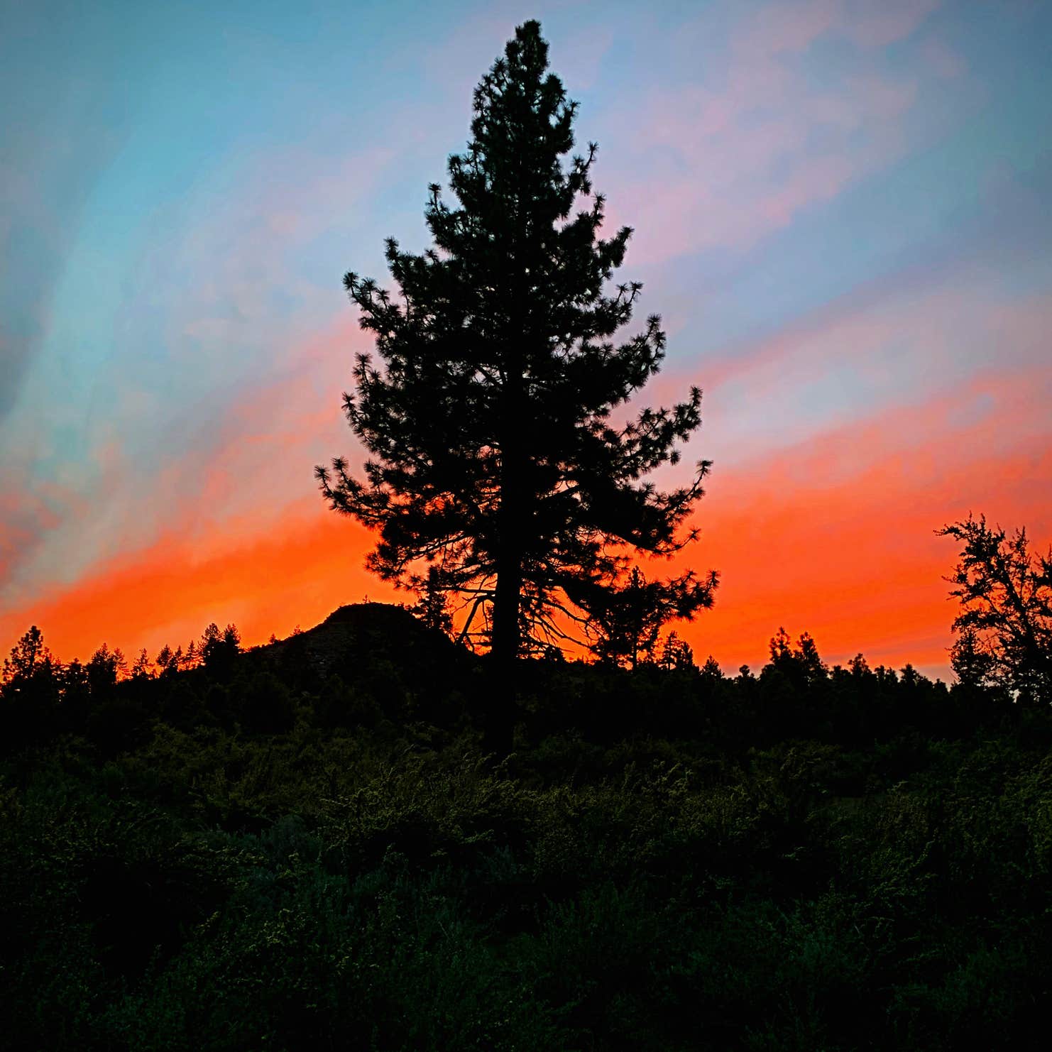 Meadow View Equestrian Campground Camping | The Dyrt