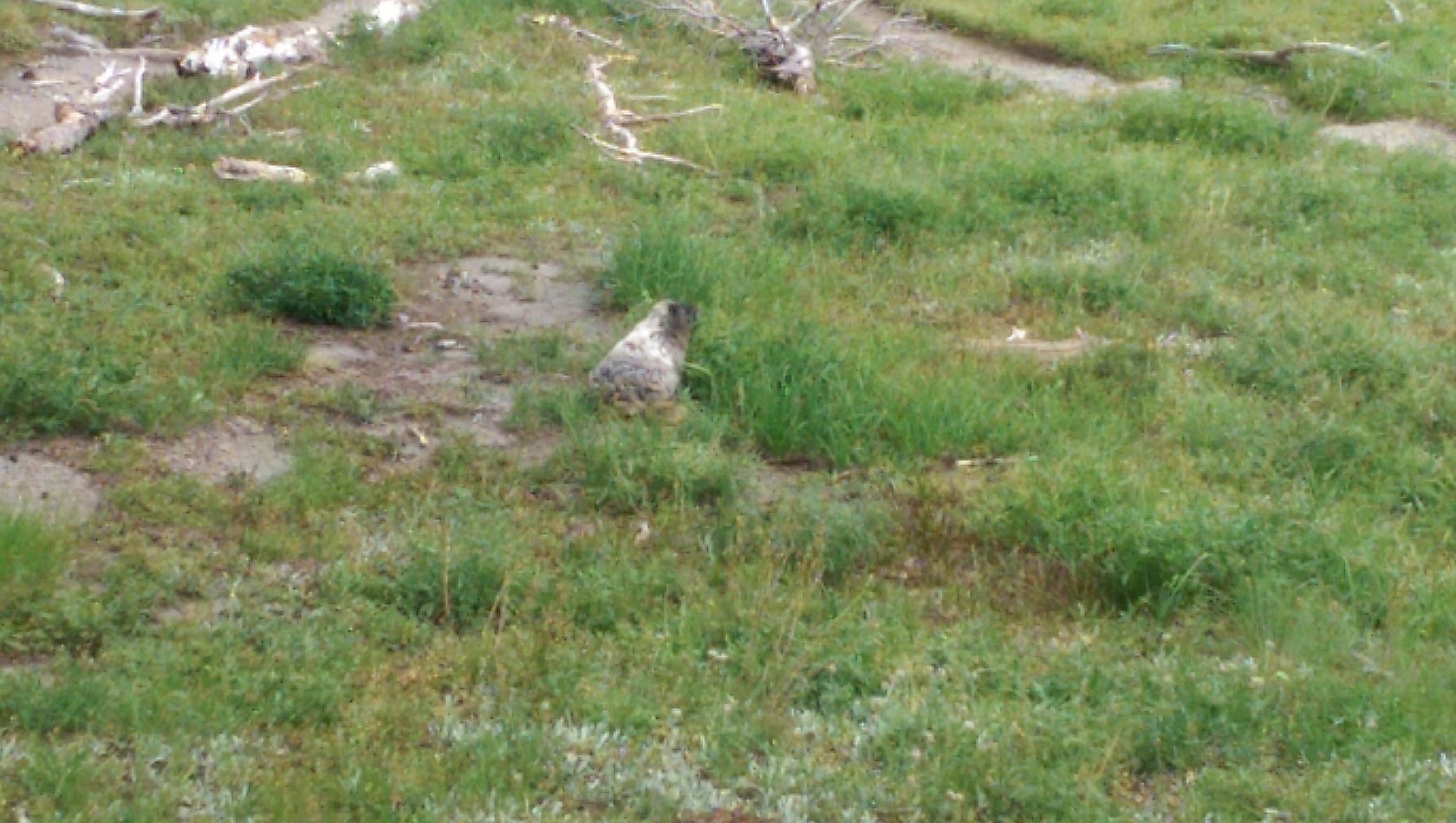 Summerland Backcountry Campsites — Mount Rainier National Park ...