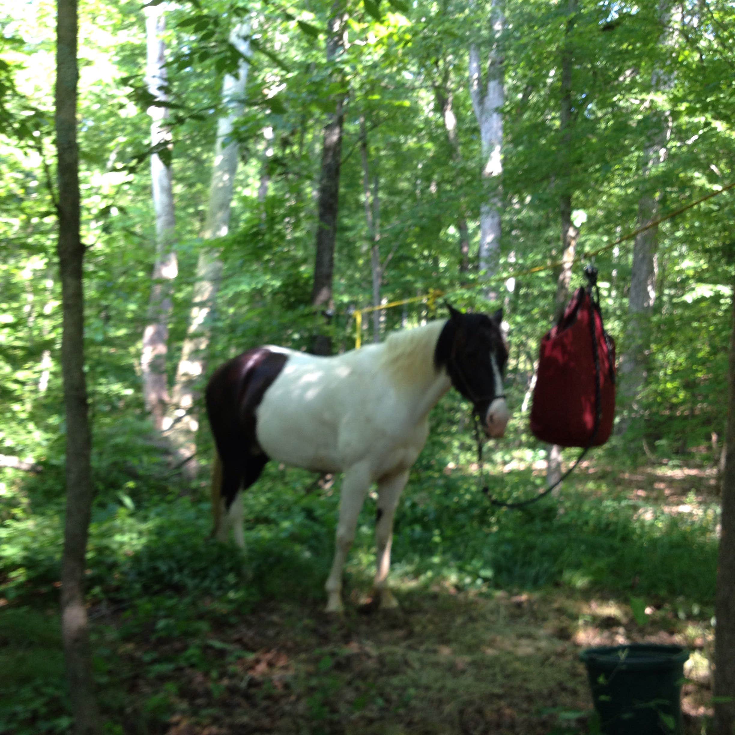 Wranglers Campground | Land Between the Lakes National Recreation Area ...