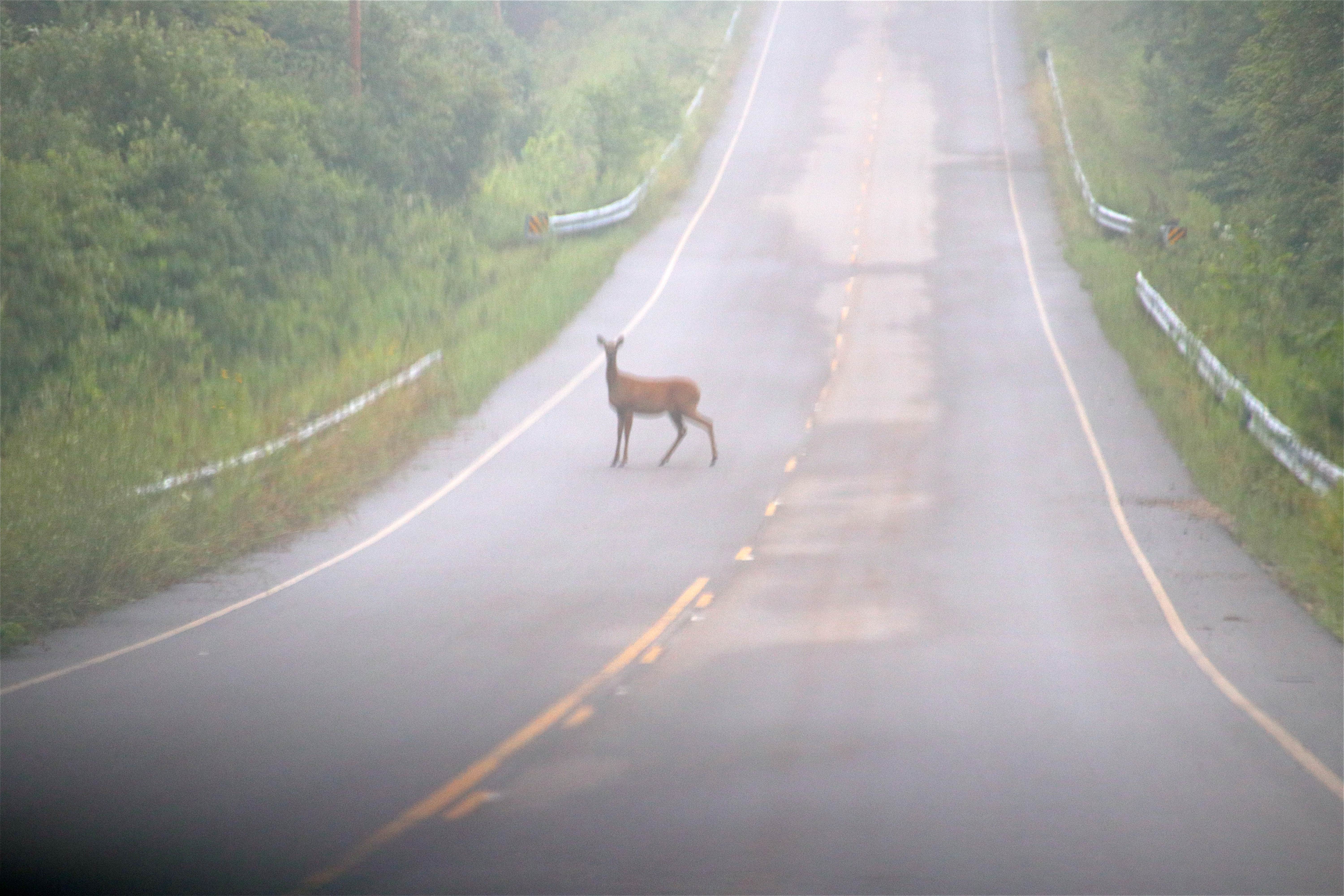 Little Lake State Forest Campground | Gwinn, MI
