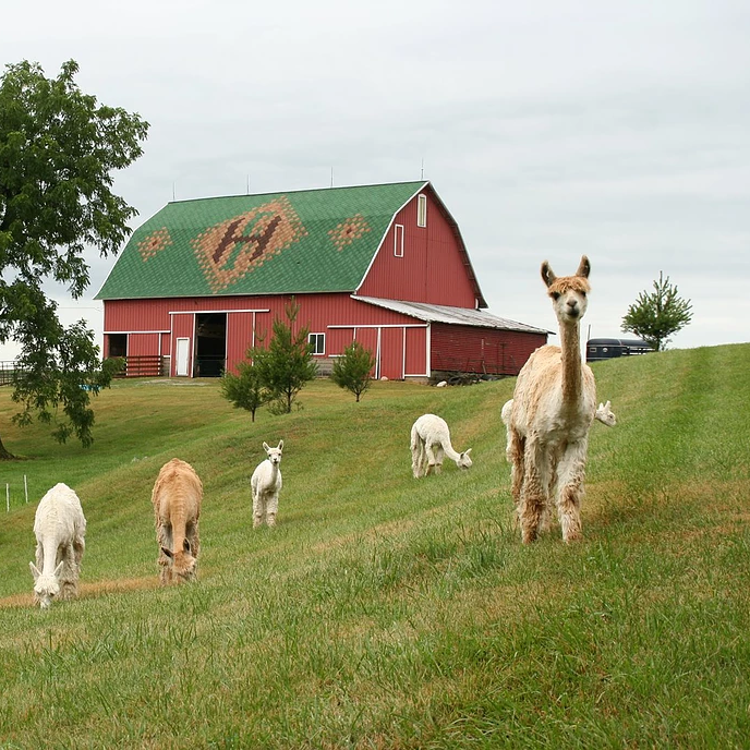 Heritage Farm Alpaca Experience Camping | The Dyrt