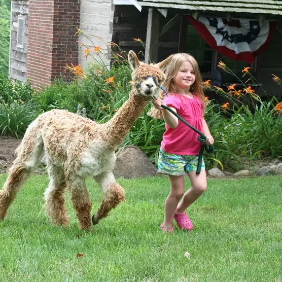 Heritage Farm Alpaca Experience Camping | The Dyrt